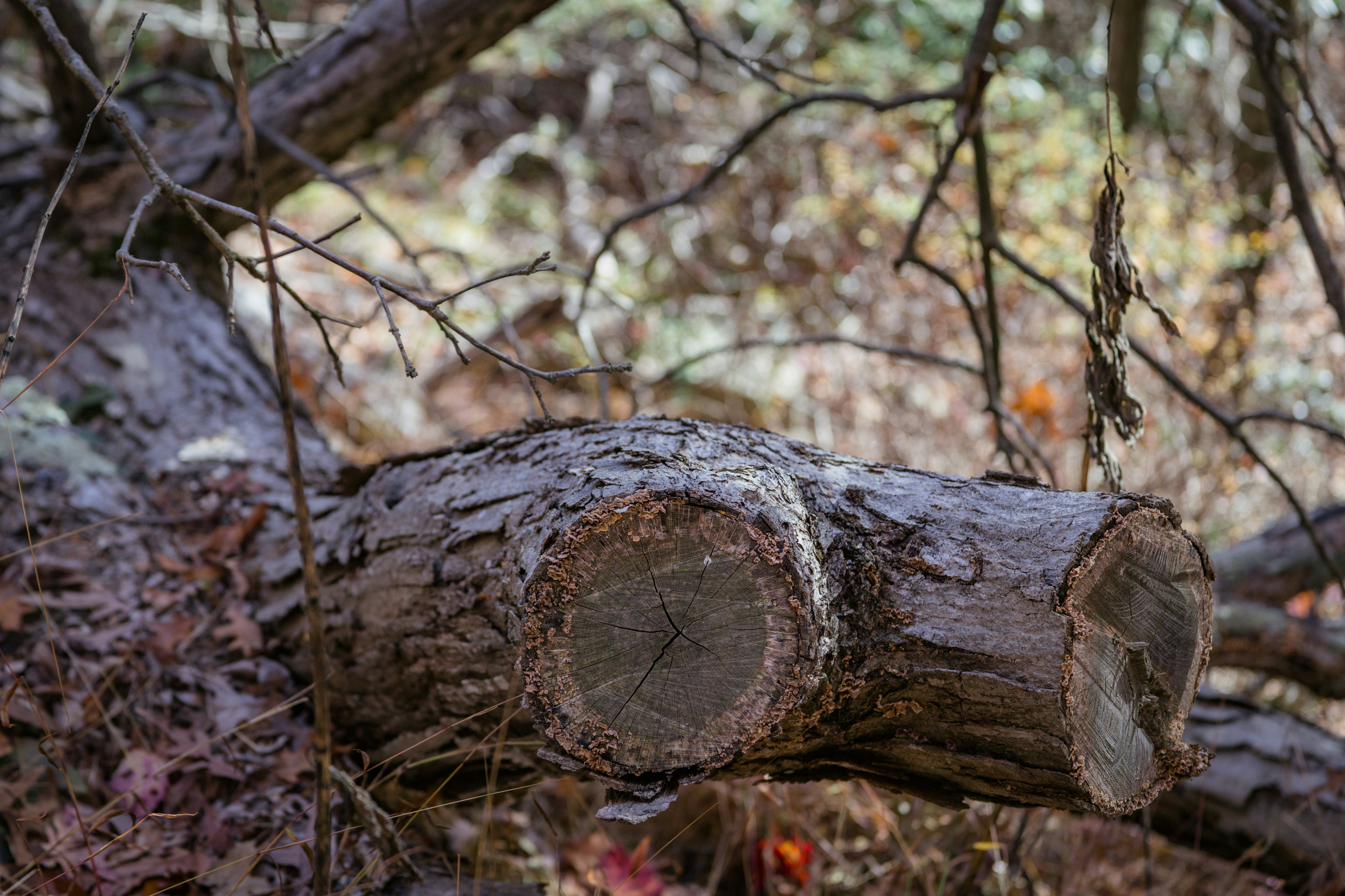 Nature's Silent Sentinel
