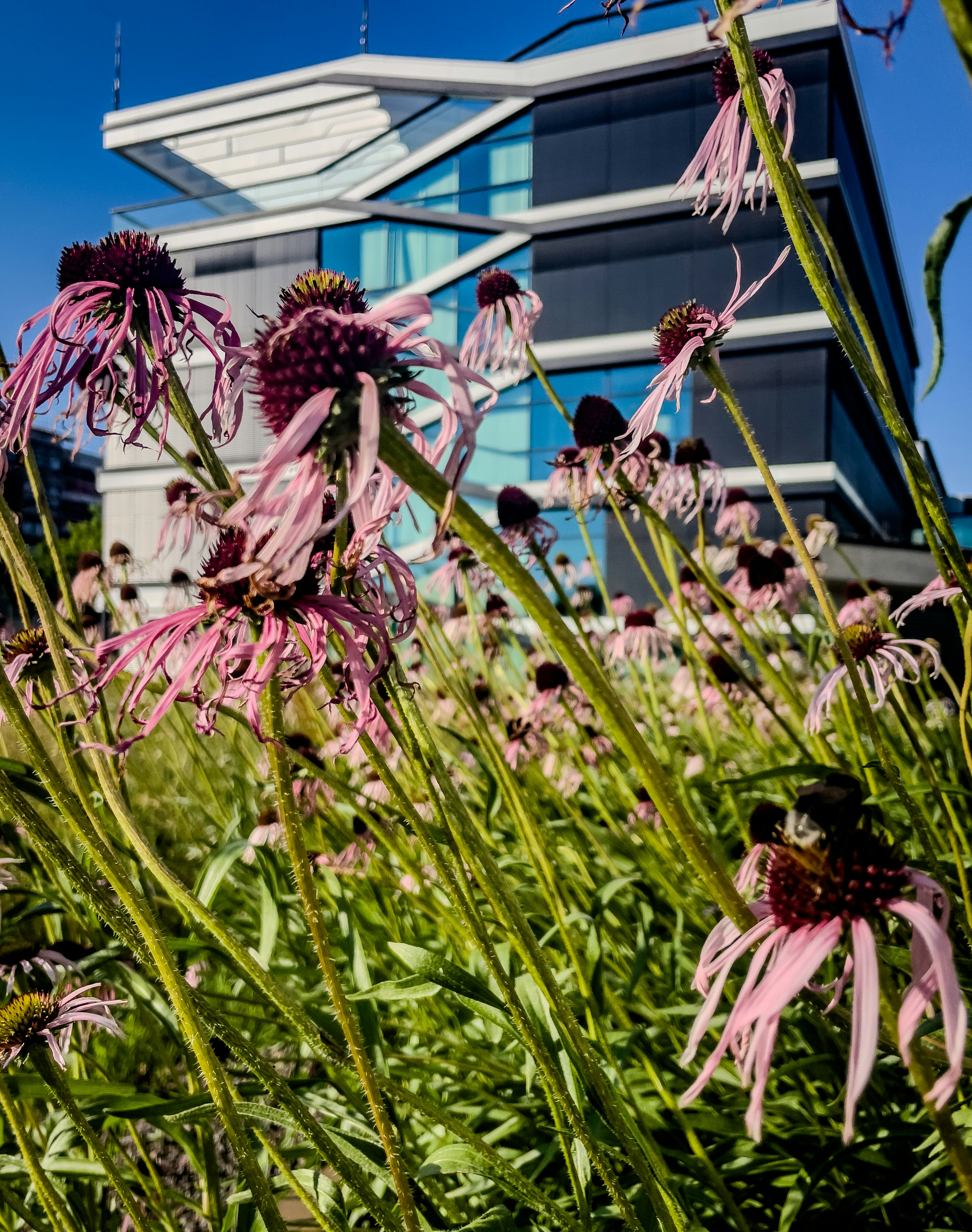 A cluster of pink coneflowers (genus Echinacea) with slender green stems and dark central cones in the foreground. A bee is visible on one cone head. In the background, a modern multi-story building with blue-tinted glass panels and angled white structural elements stands under a clear sky. | Flowers bloom with a modern building in the background.