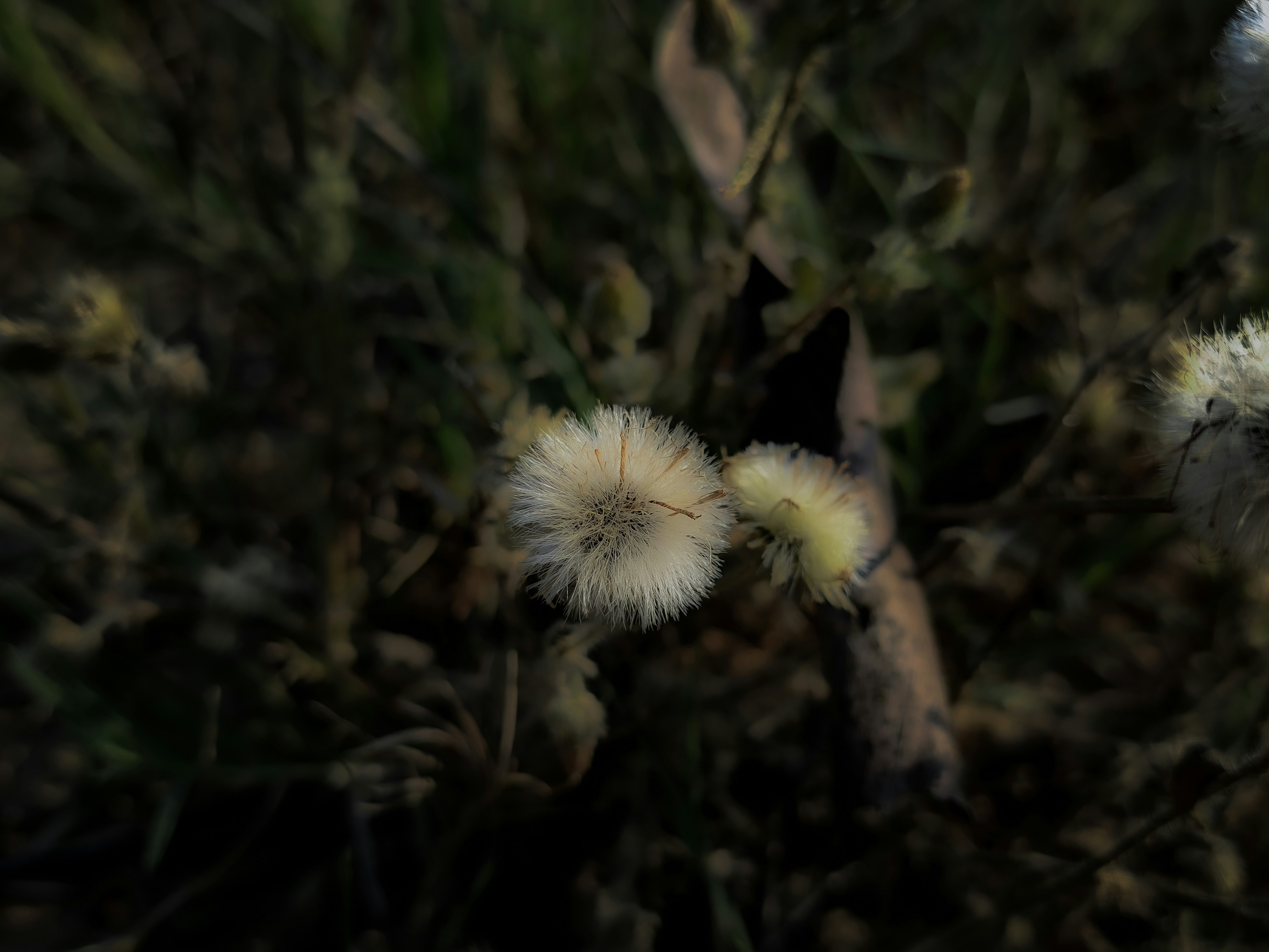 Whispers of Nature: A Delicate Bloom