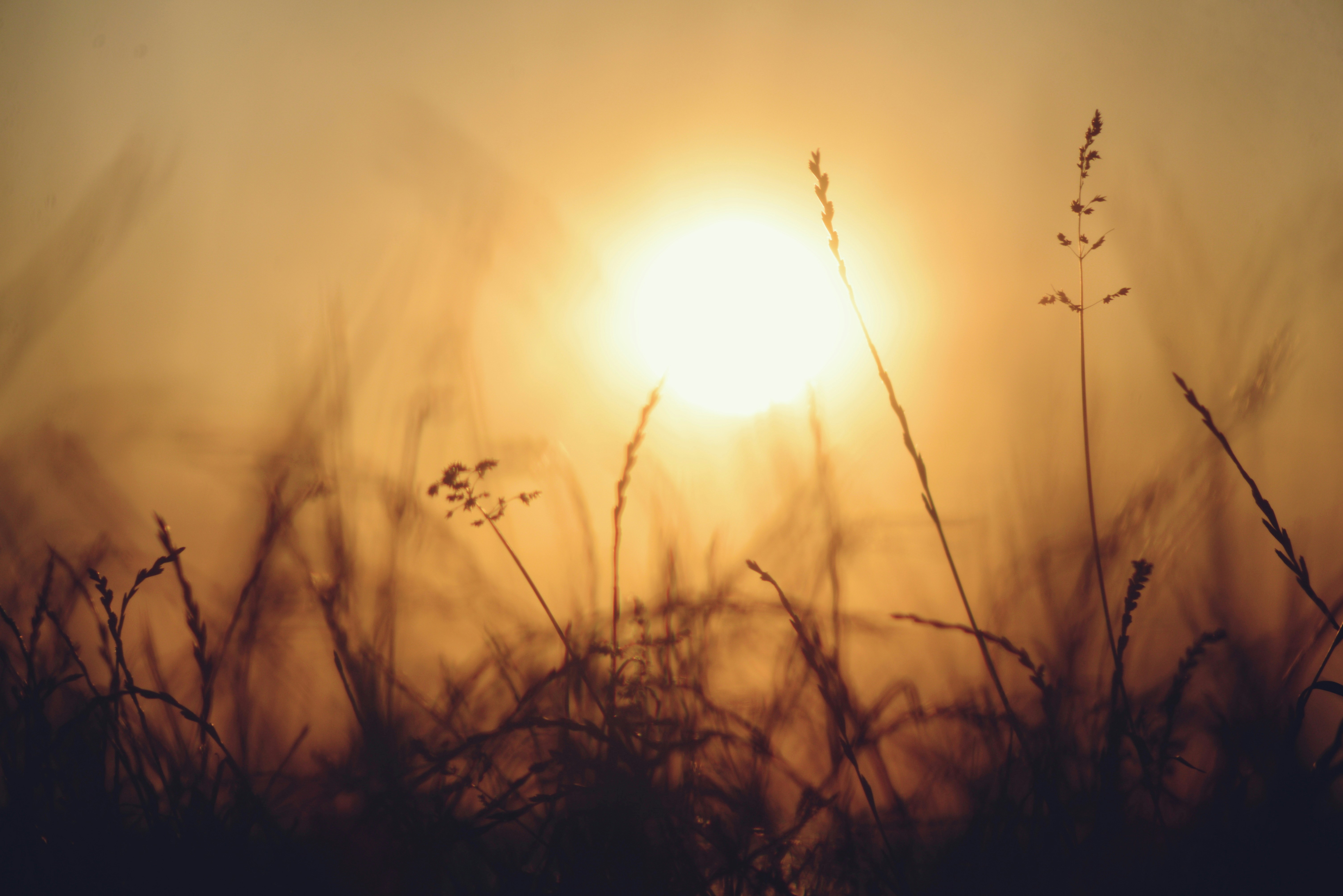 Golden sun setting behind swaying grasses, creating a tranquil silhouette against the vibrant sky.
