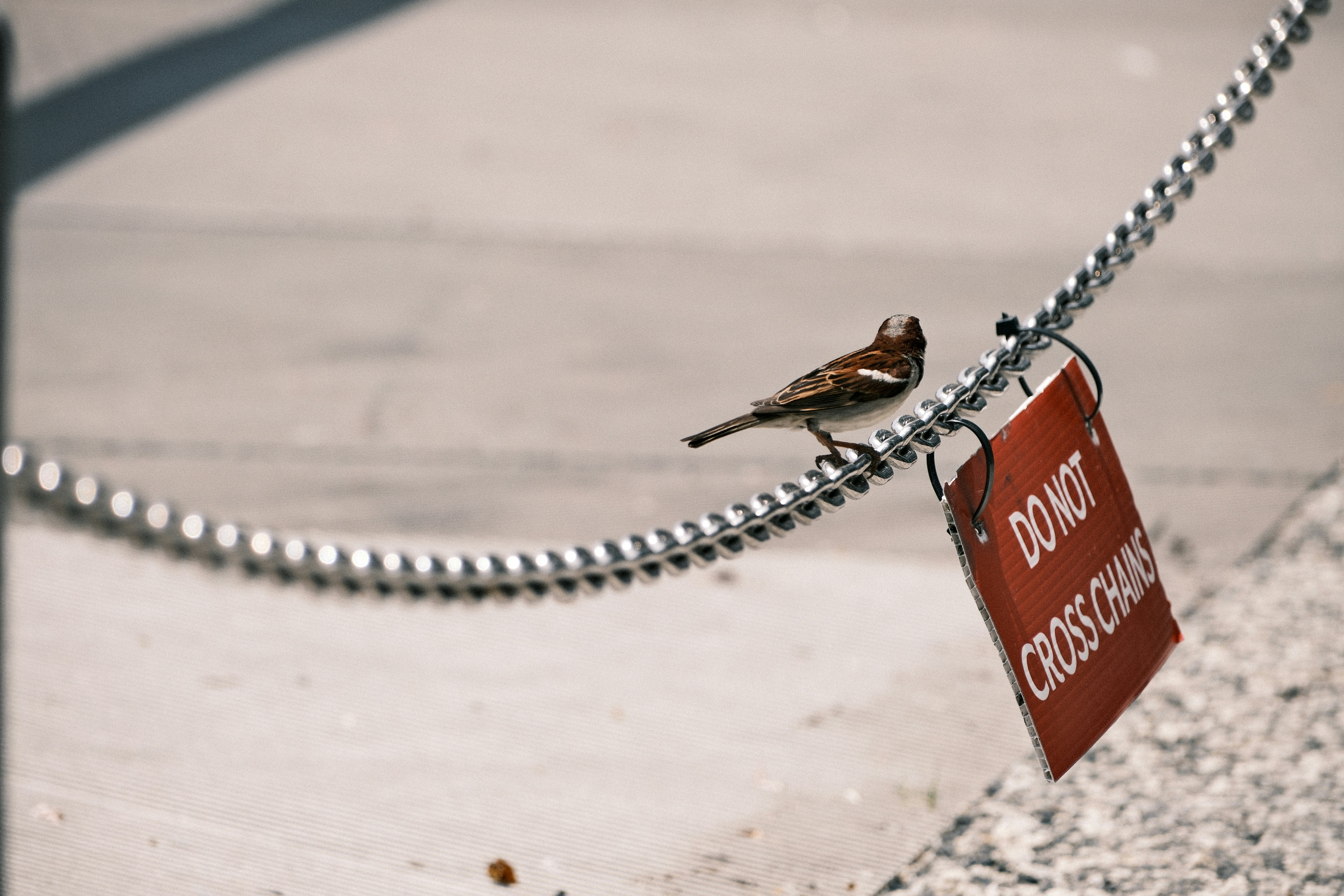 Perched on a Chain: A Tiny Sparrow Guards a Red Warning