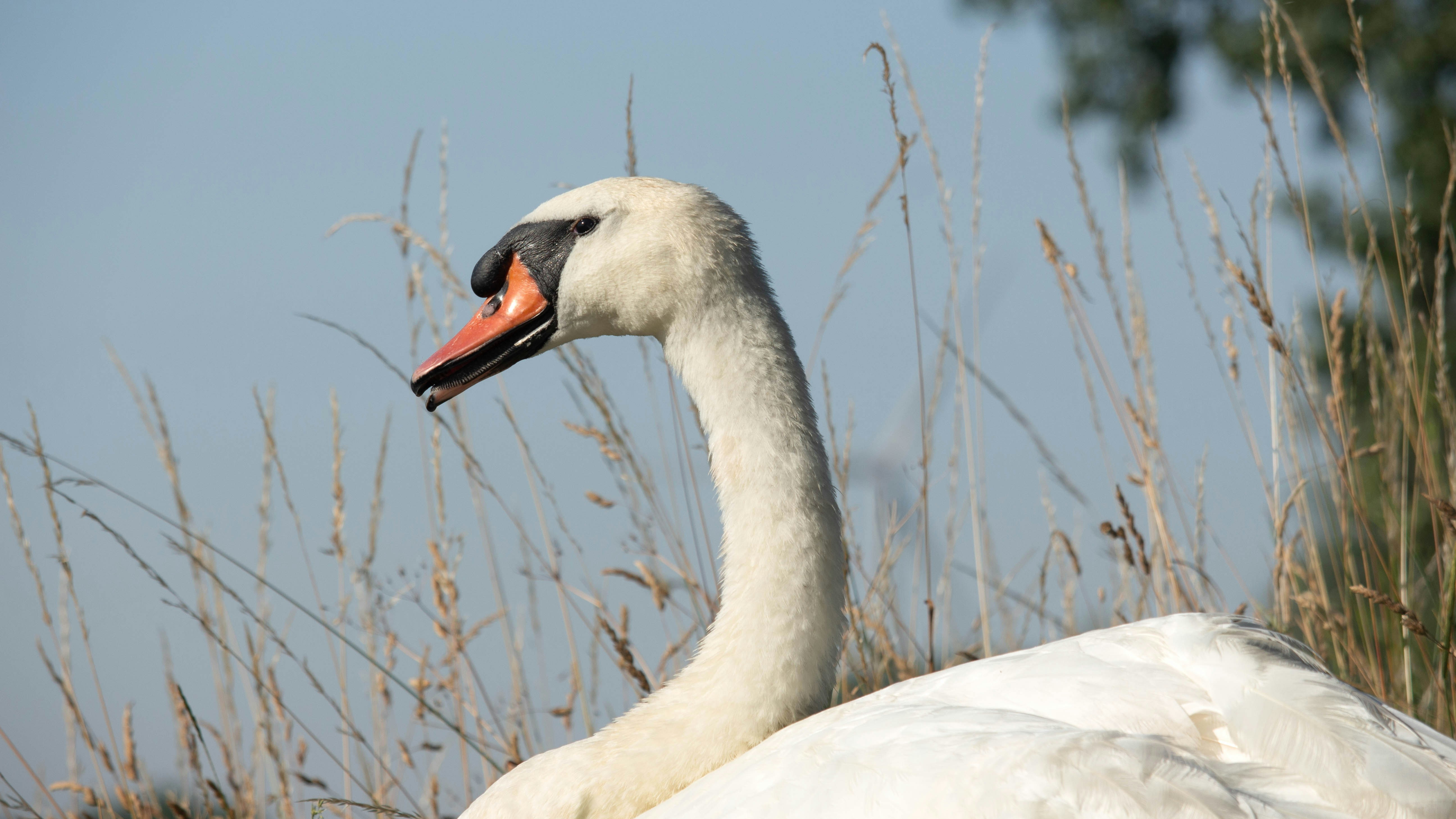 Elegance in Stillness: The Majestic Swan