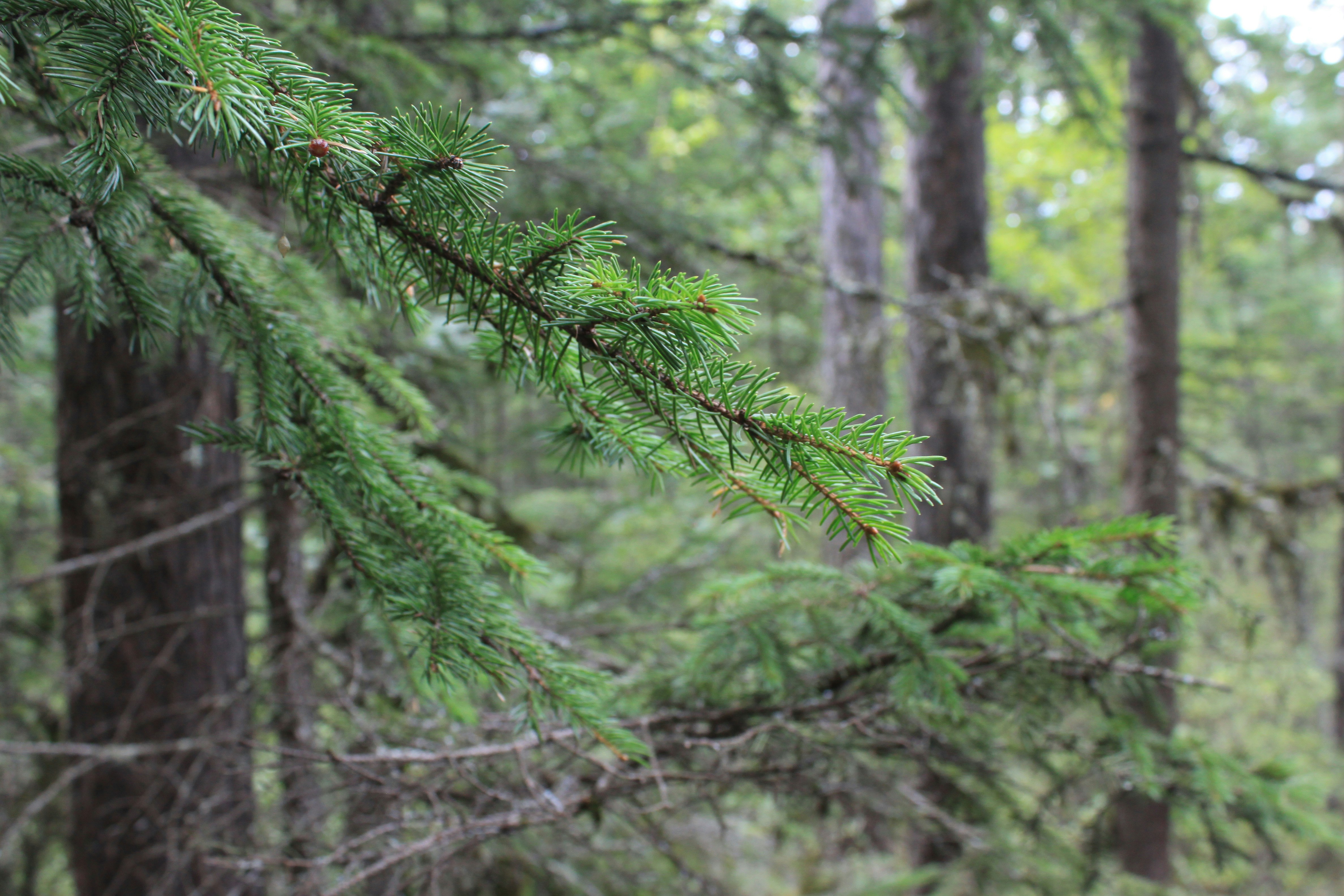 Evergreen tree branch in a lush forest.