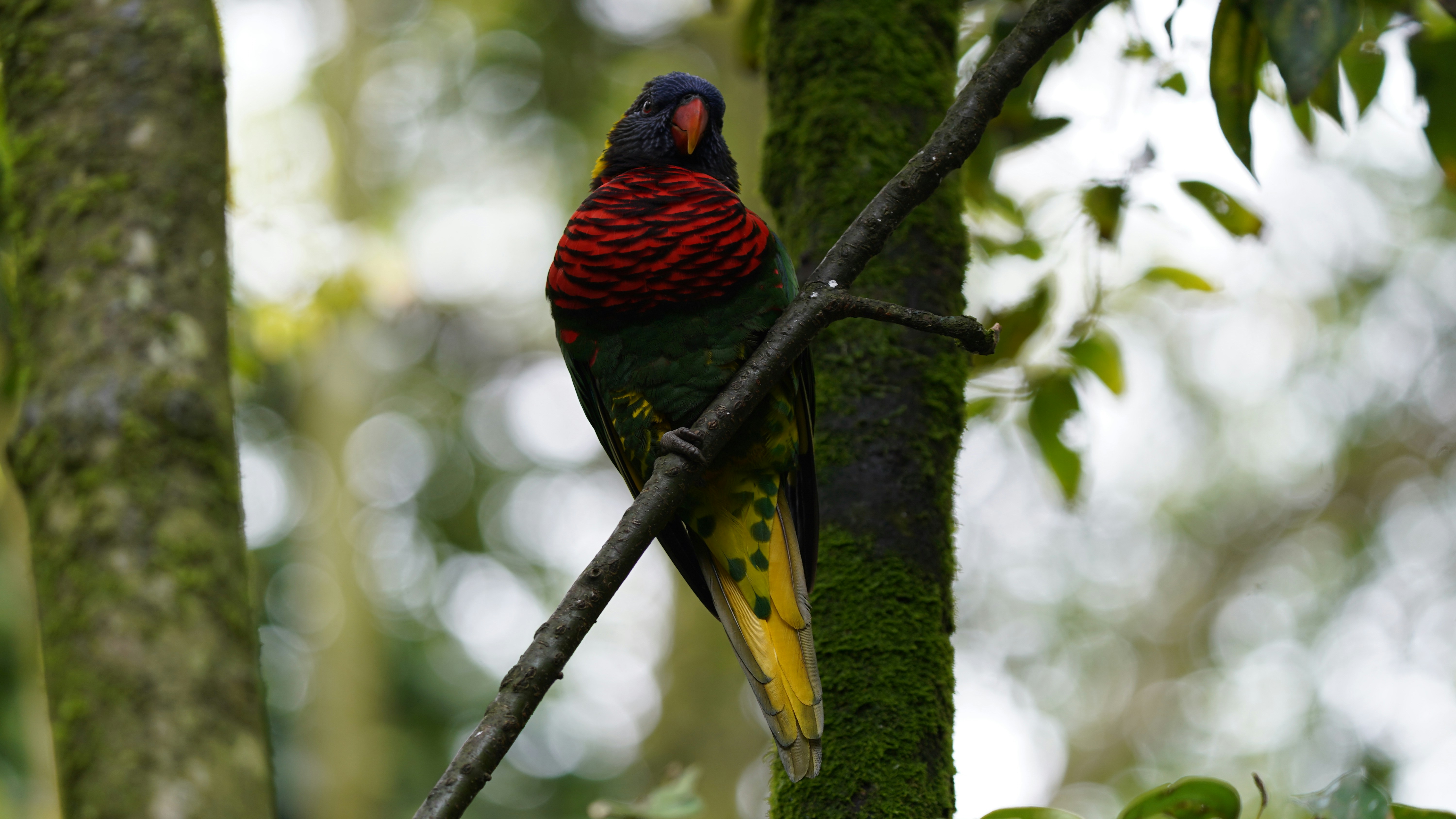 A colorful parrot perches on a tree branch. photo – Free Forest Image ...