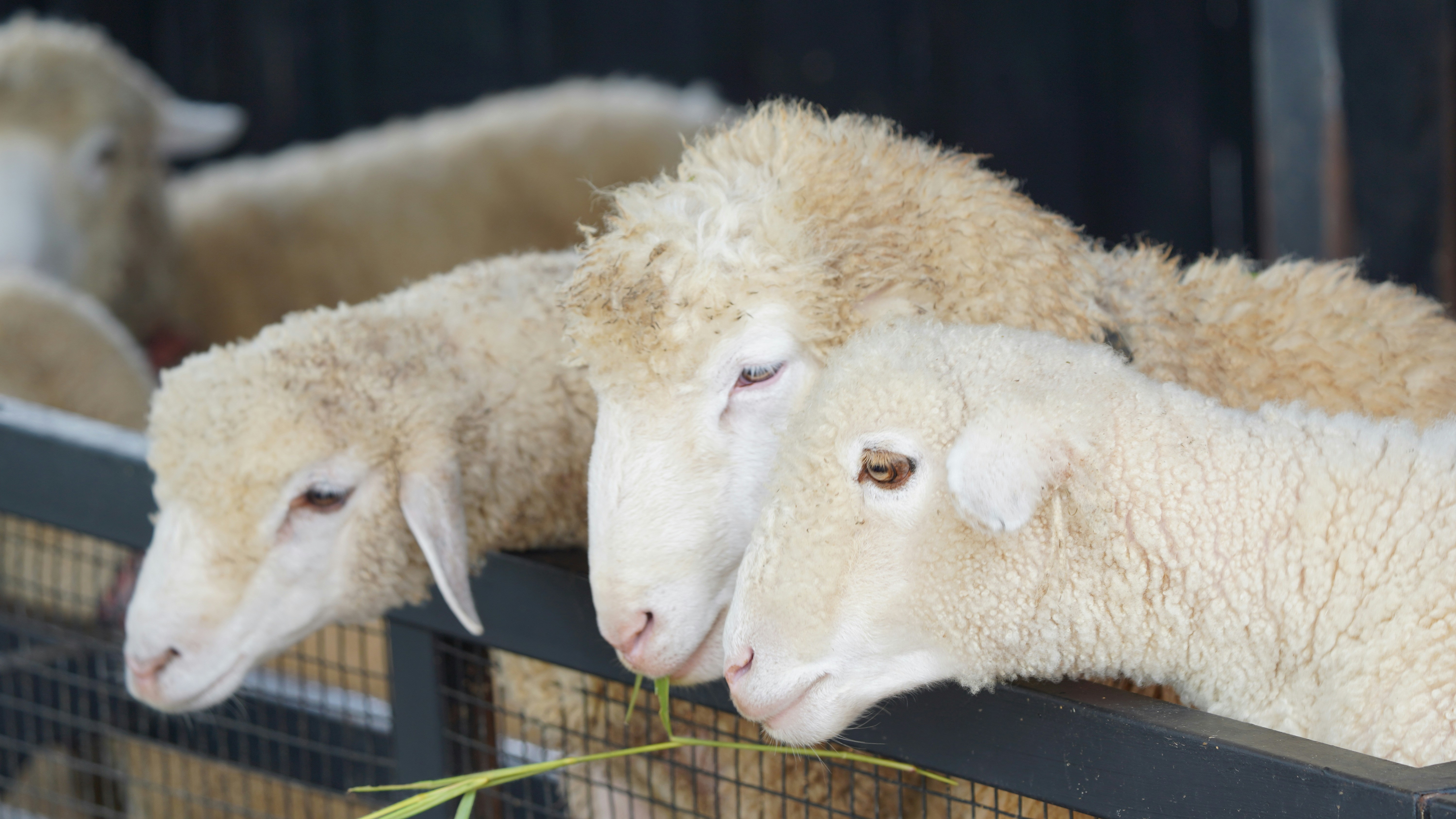 Whispers of the Pastoral Life