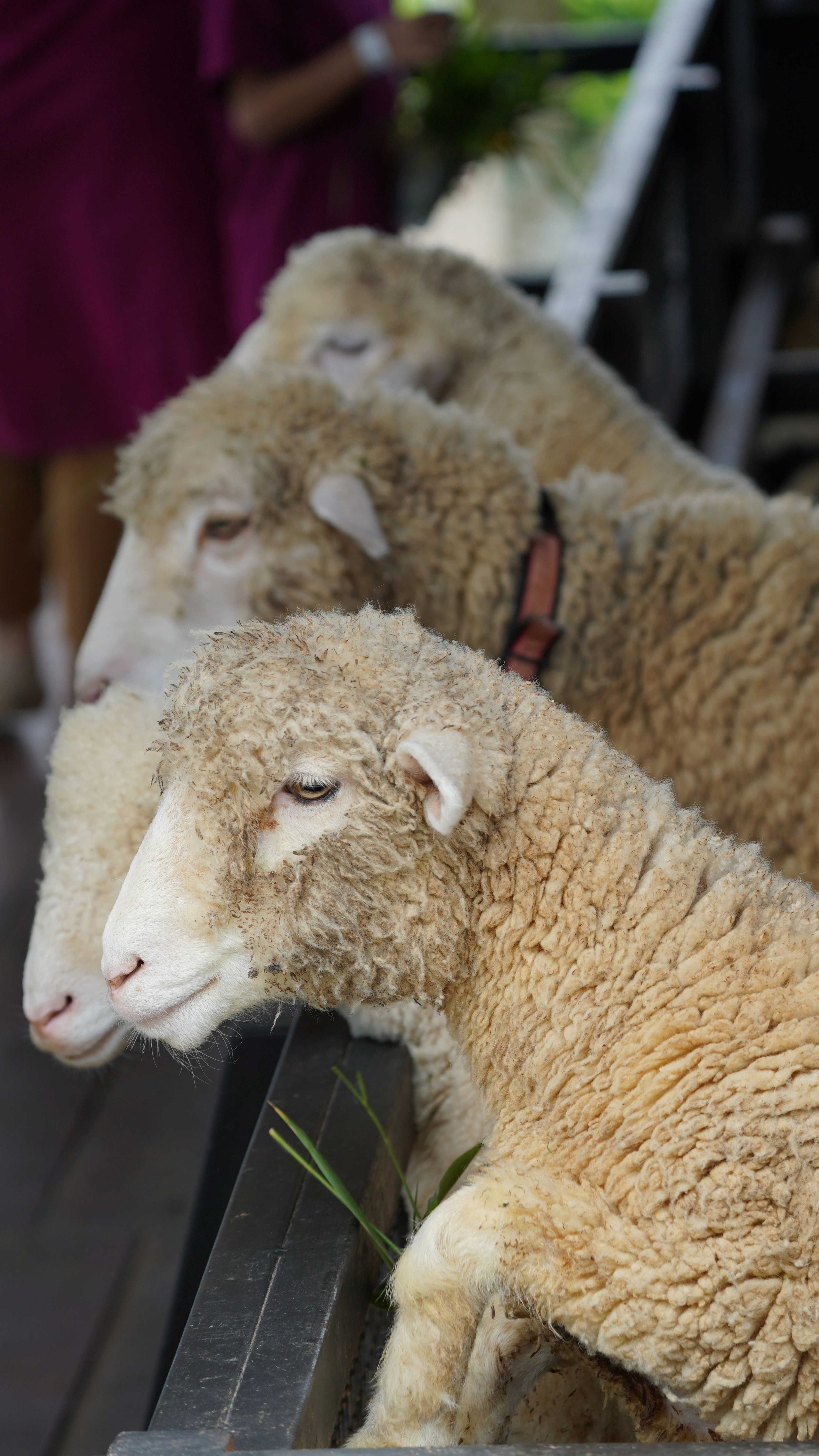 Fence-Front Portrait: Curious Woolly Heads at the Farm