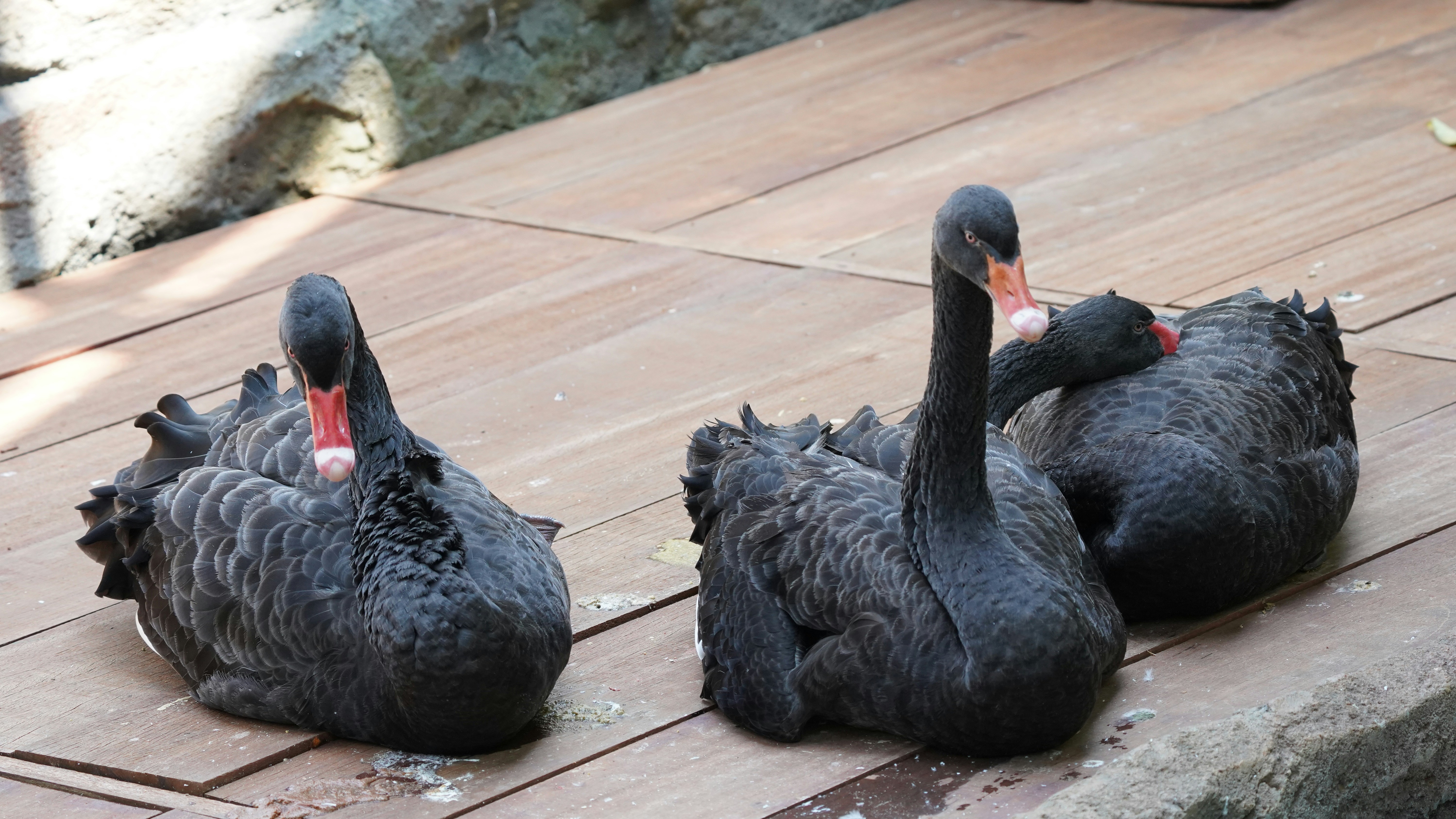 Twin Black Swans Pause on a Sunlit Wooden Dock