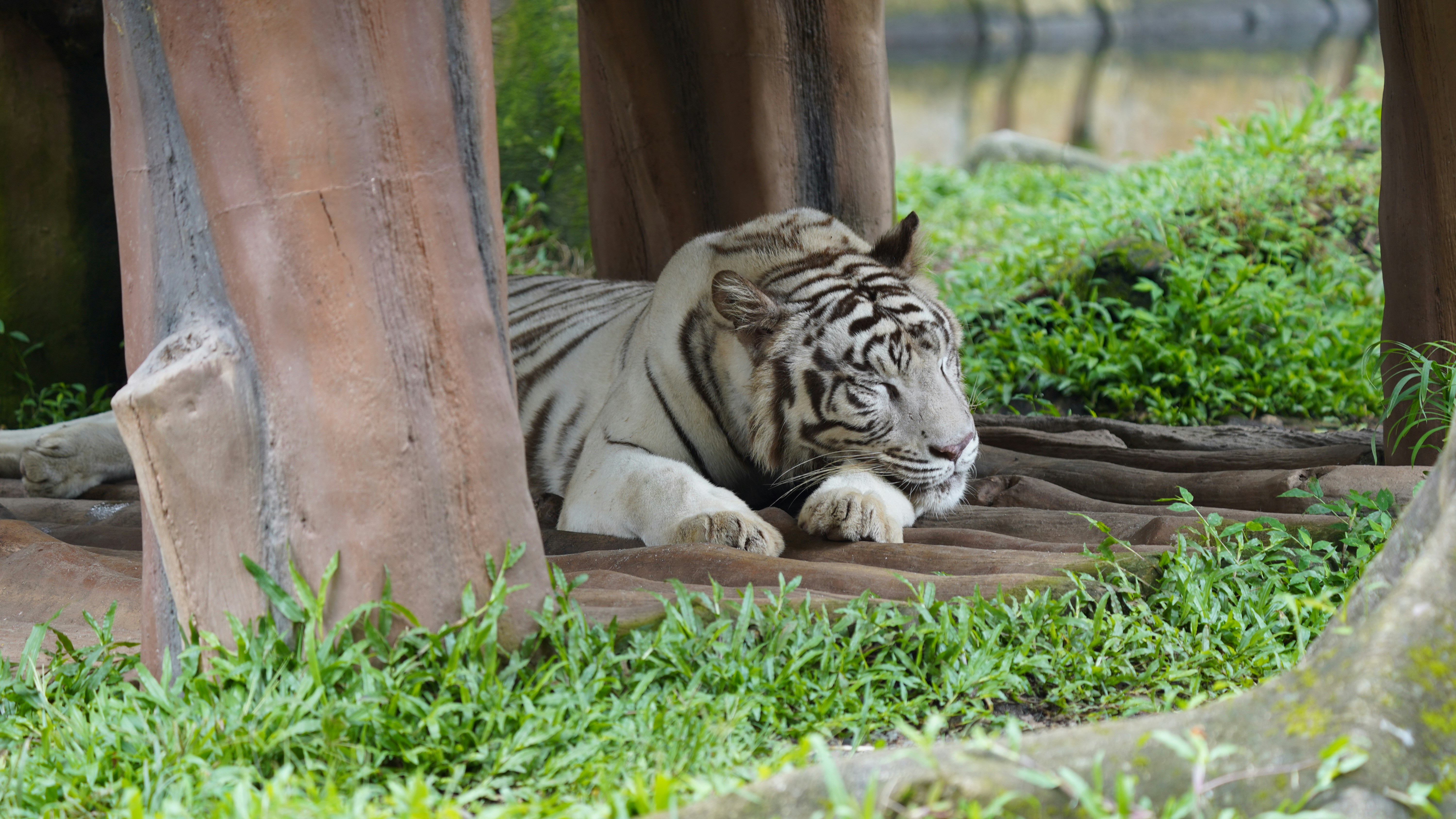Whispers of the Wild: A Tranquil Moment with a White Tiger