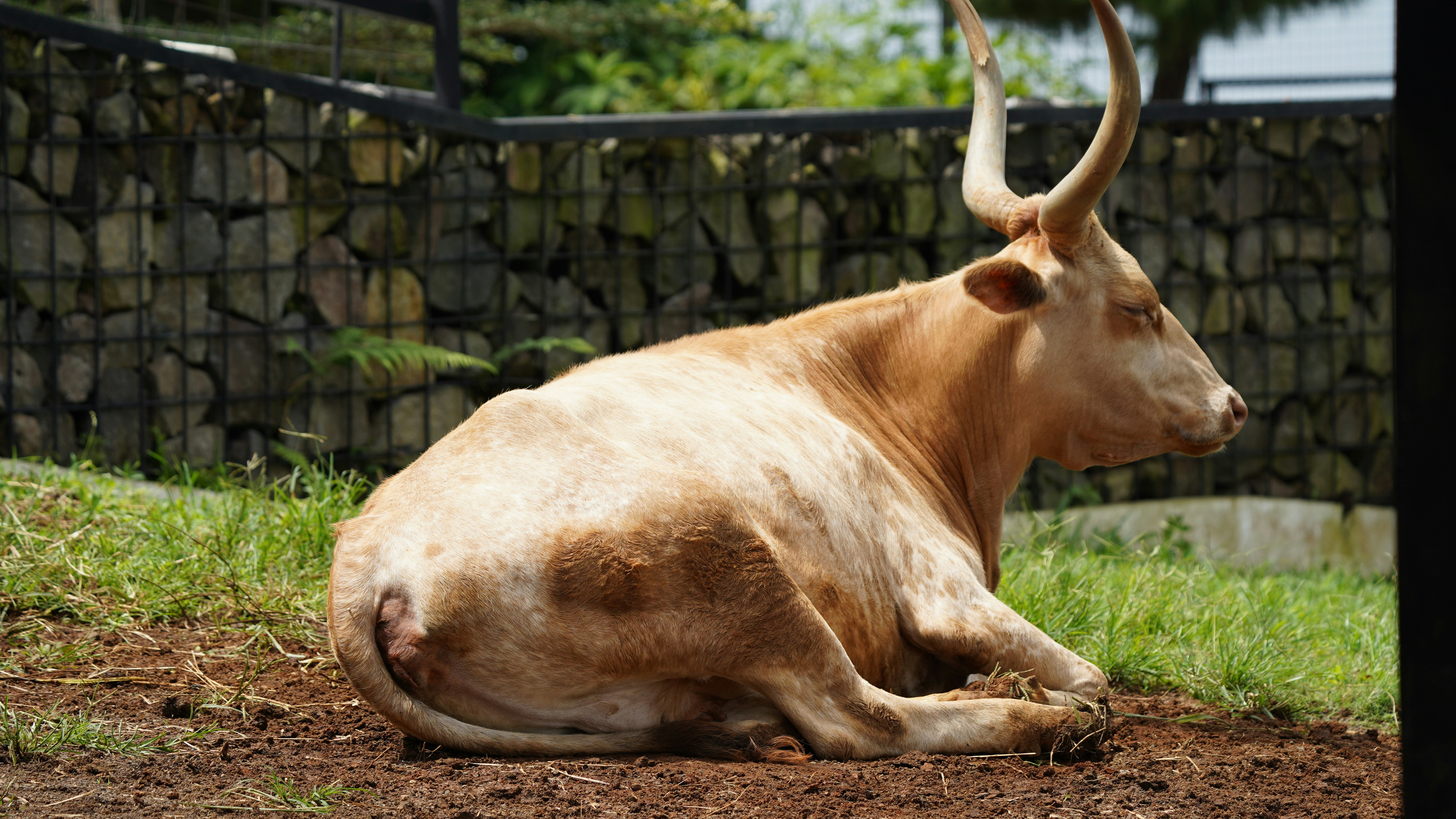 Serene Afternoon: A Resting Highlander