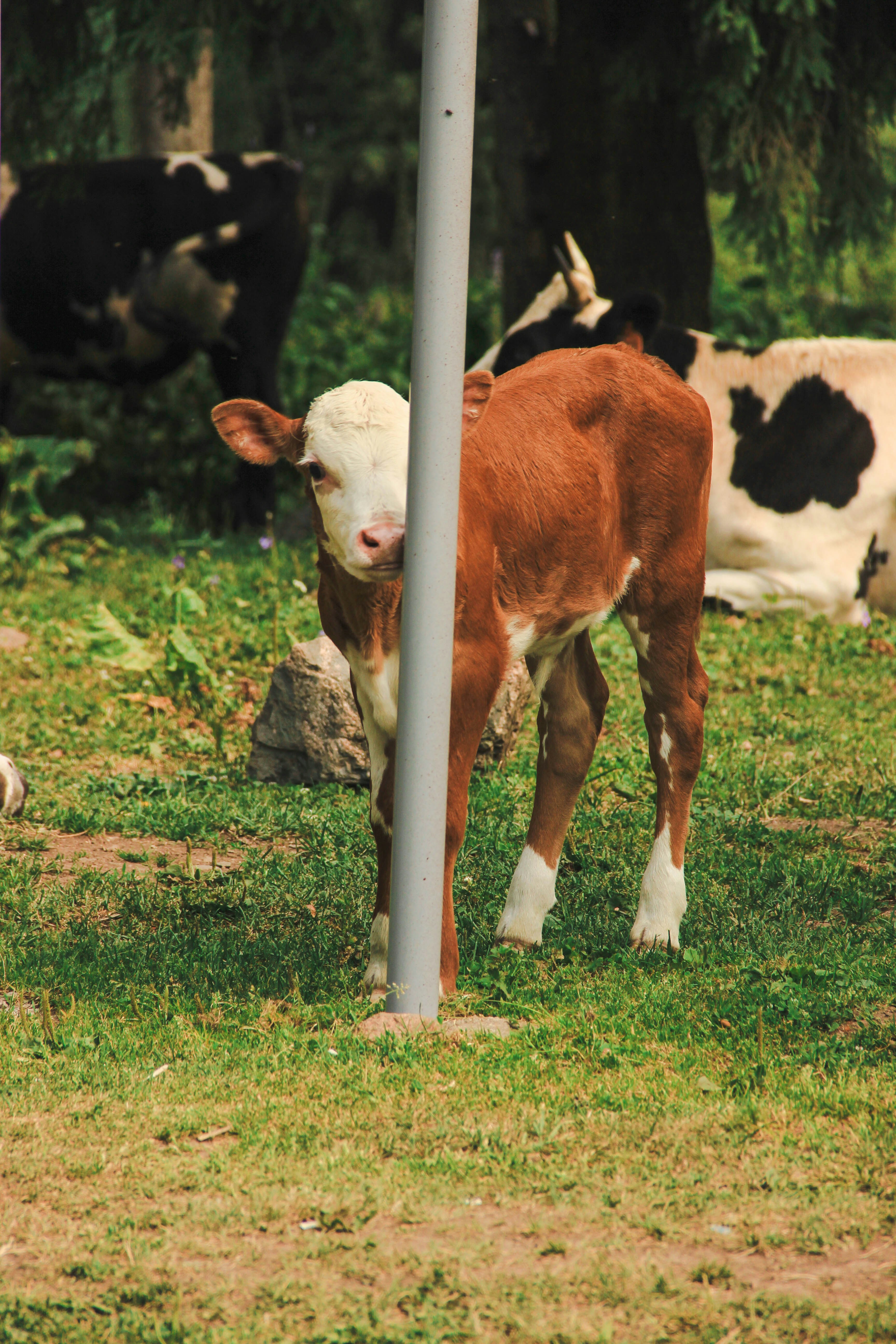 Pasture Interlude: A Calf Pauses beside a Slender Pole