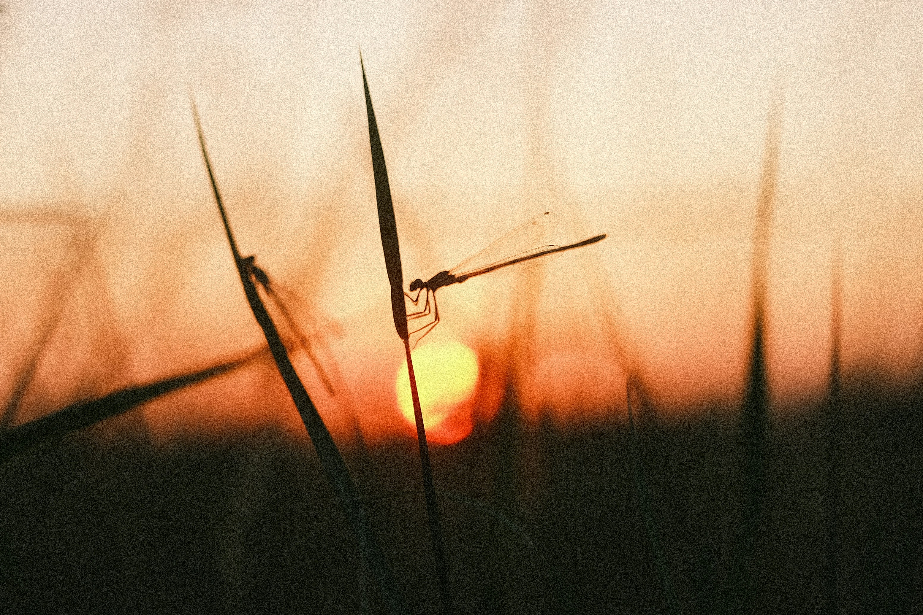 Dragonfly rests on grass with a glowing sunset. photo – Free Animal ...
