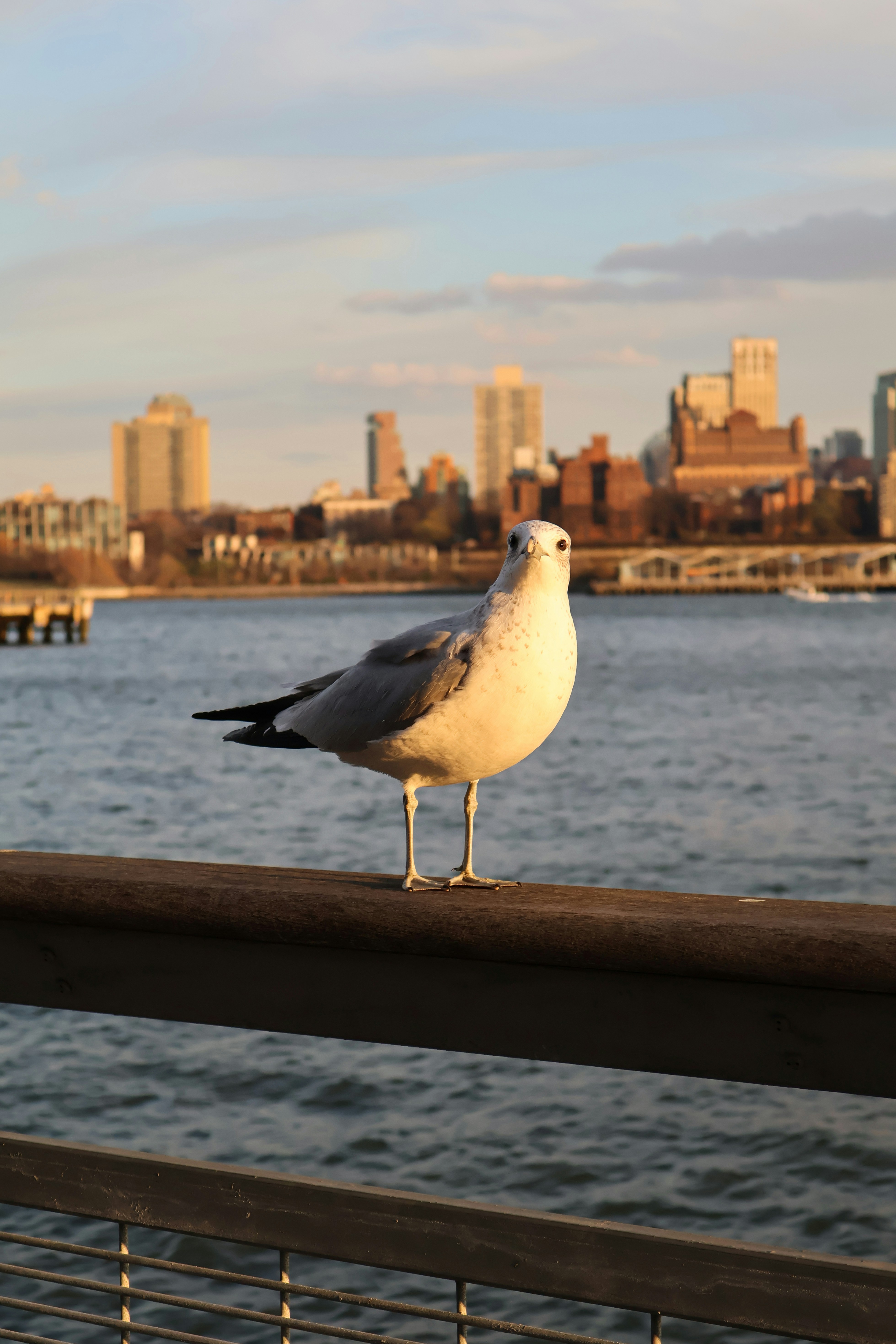 Seagull closeup near Hudson river in New York during sunset