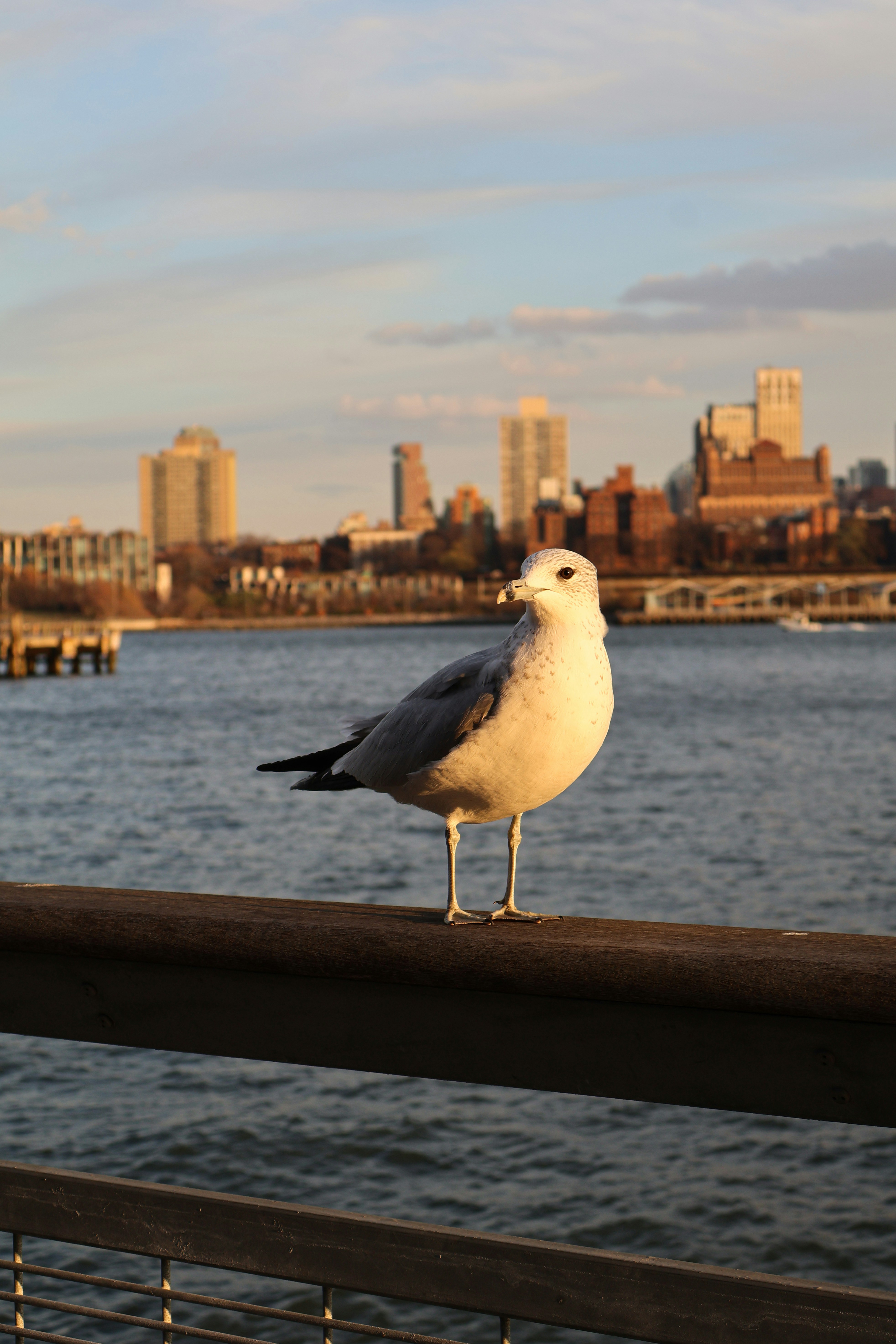 Seagull's Serenity Amidst Urban Reflections