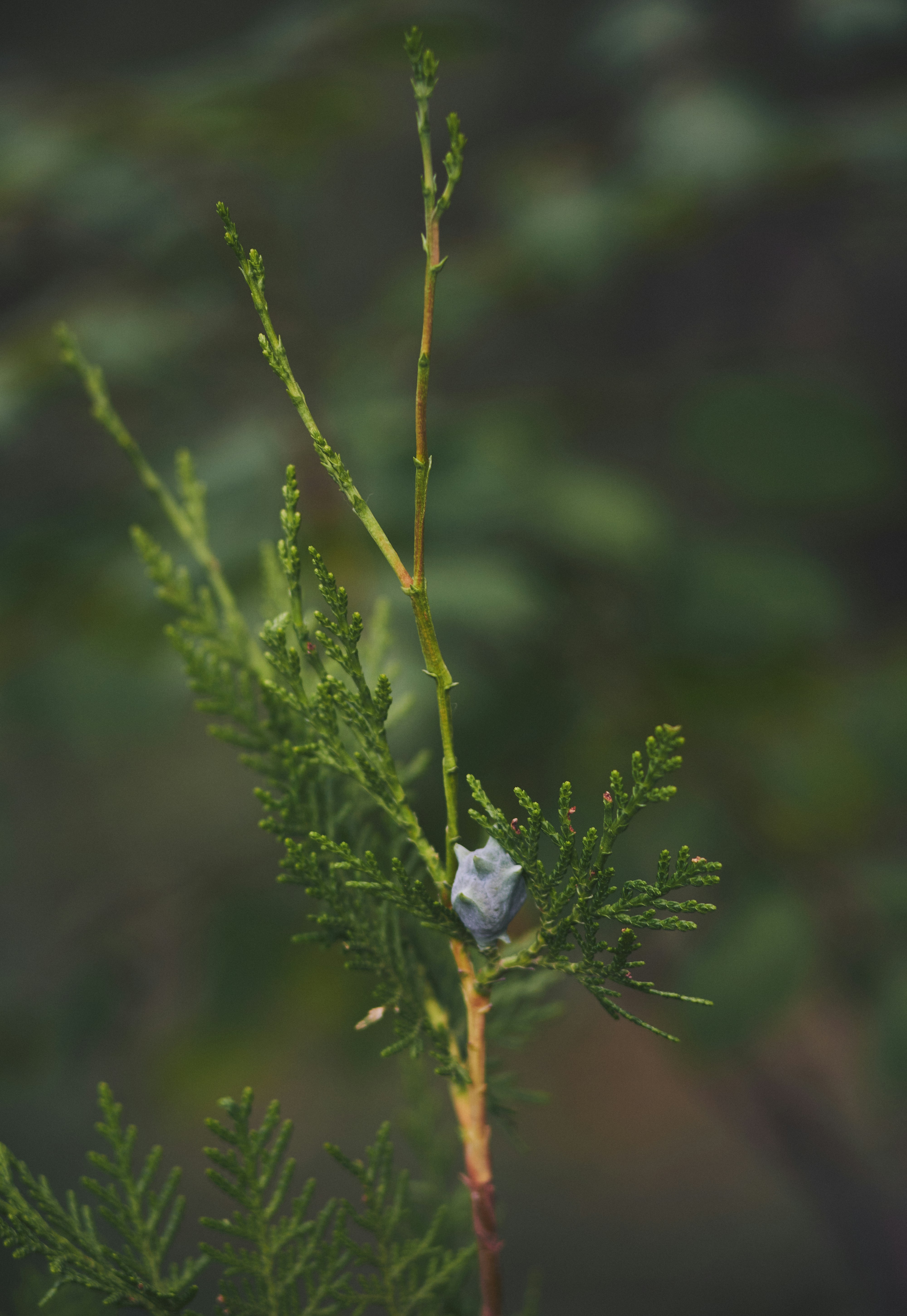 Nature's Intricate Harmony: A Leafy Encounter