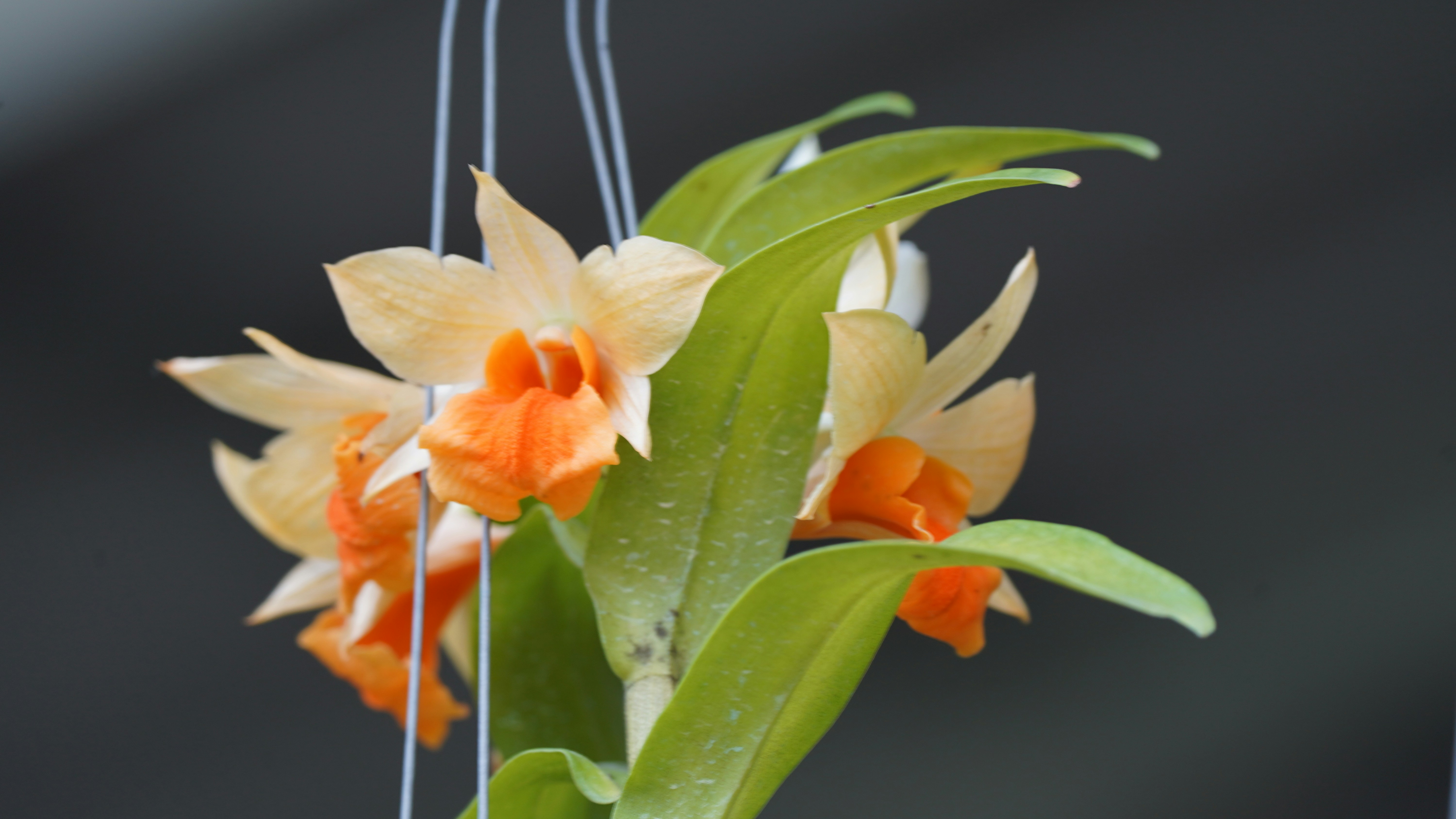 Orange orchid flowers framed by slender filaments