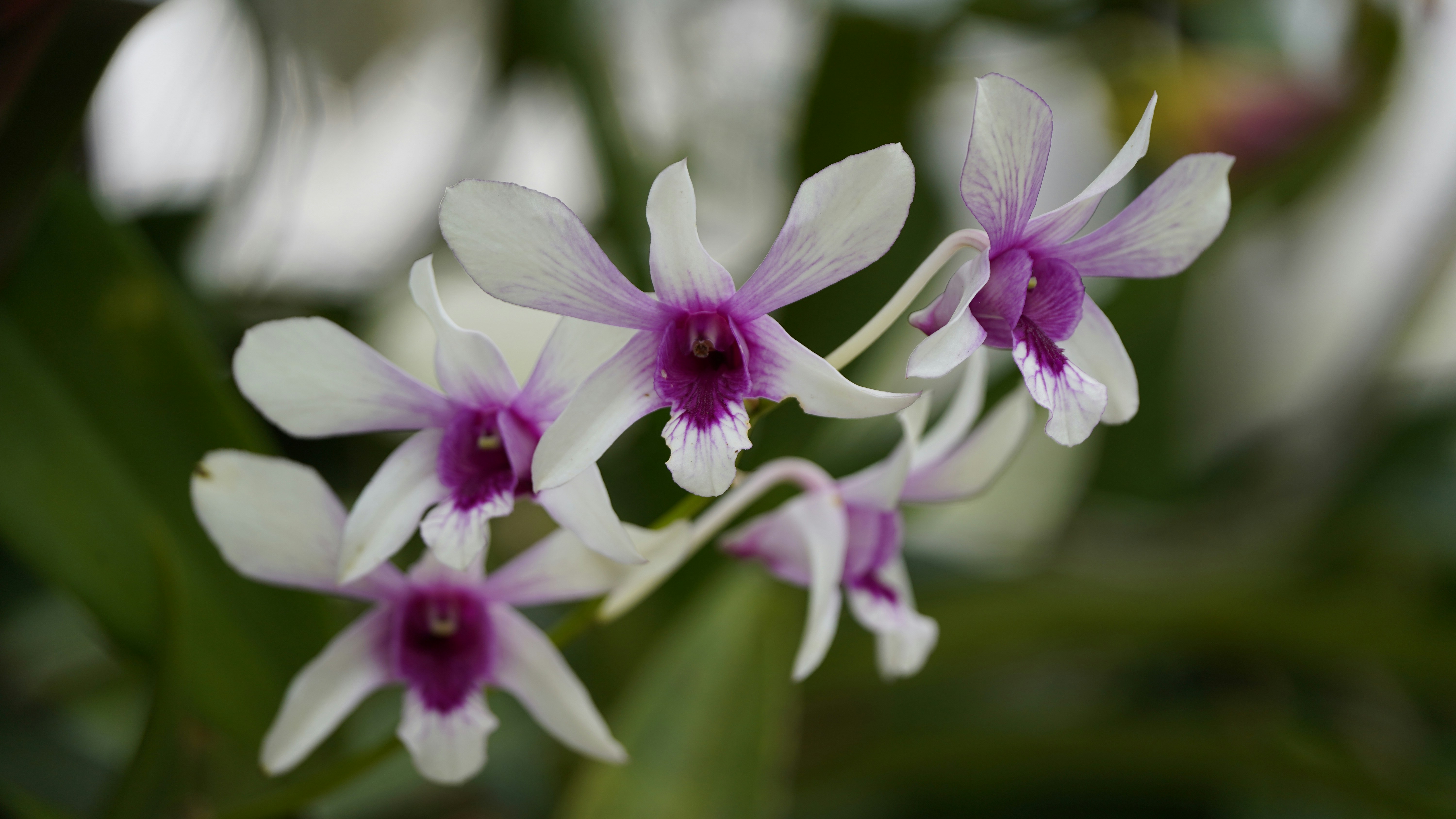 White orchids with purple centers are blooming. photo – Free Orchid Image on Unsplash