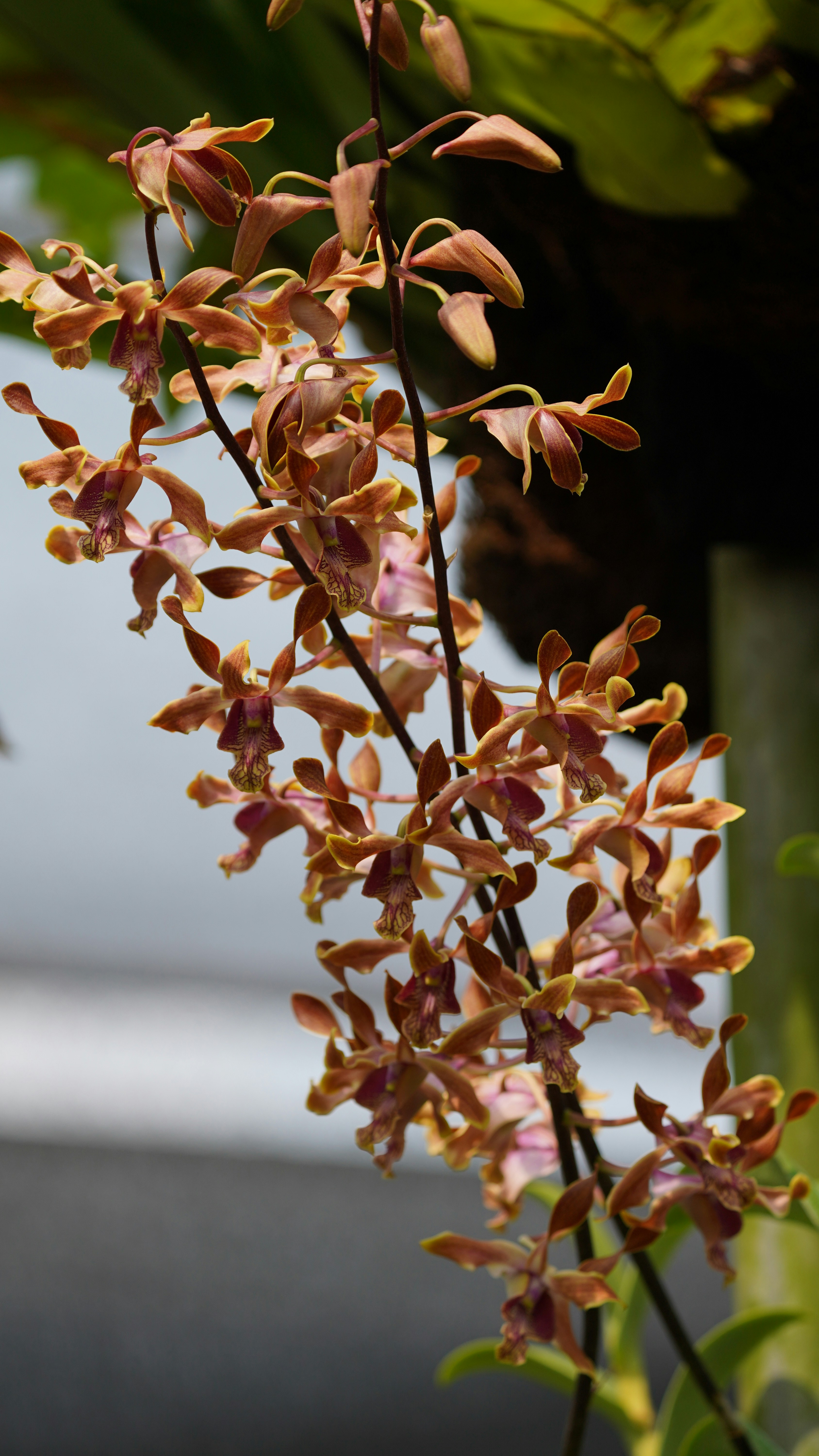 Coral Cascade: Delicate Orchid Blooms Draped Along a Slender Stem