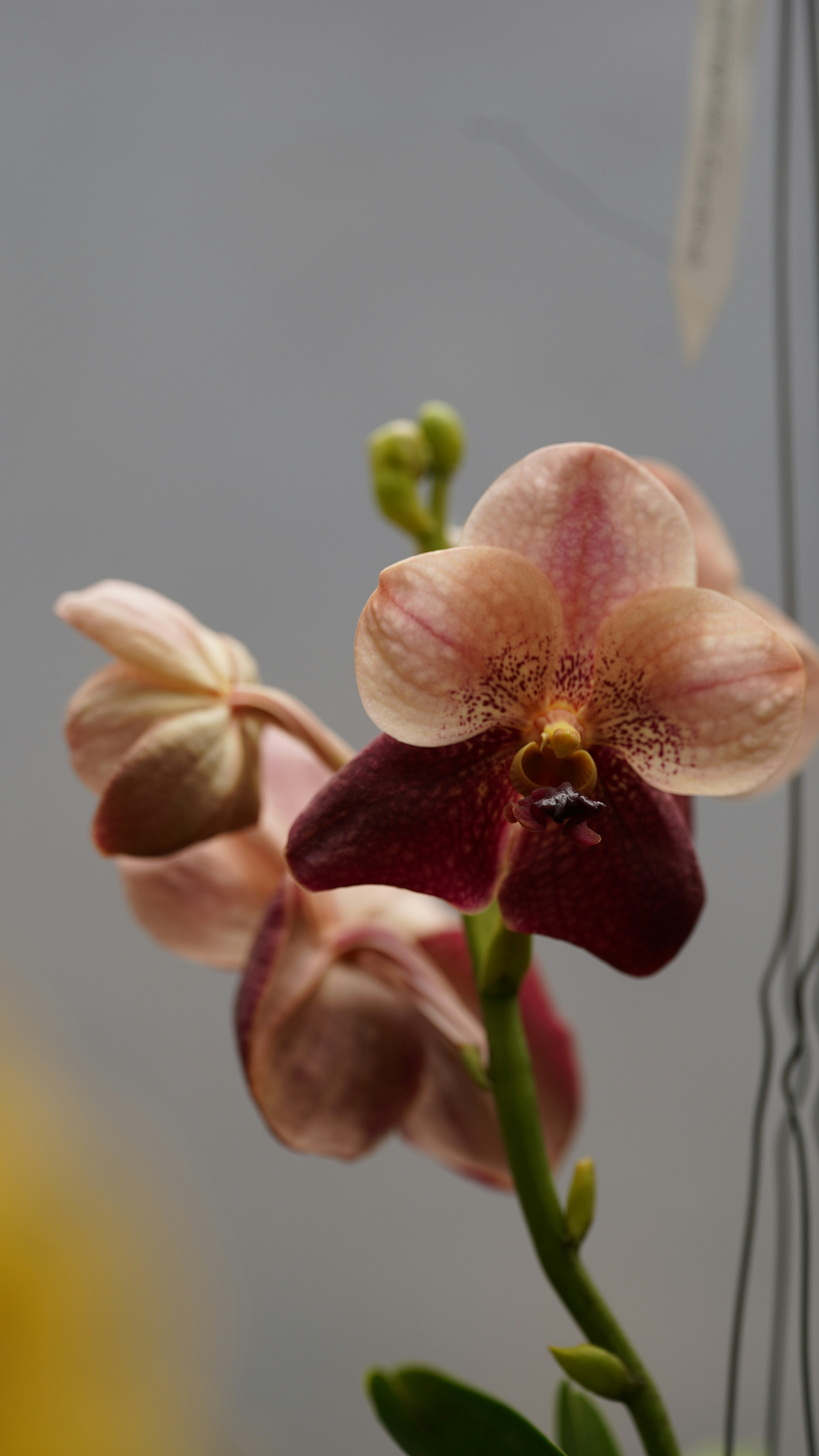 Floral Focus: Close-Up of a Peach-tinged Orchid