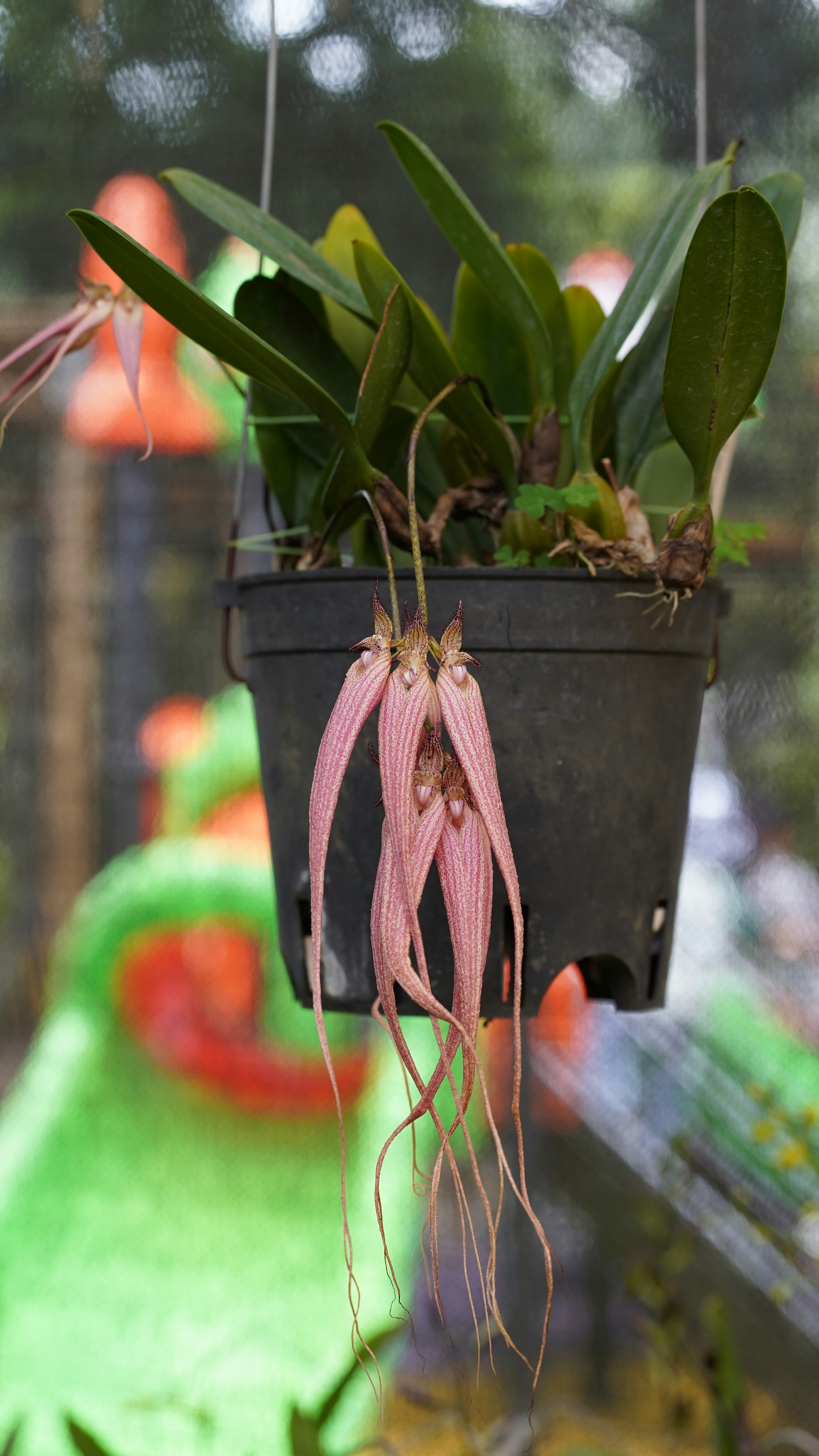 Hanging Orchid: Pink Orchid Slips from a Black Pot into a Glassy Backlit Scene