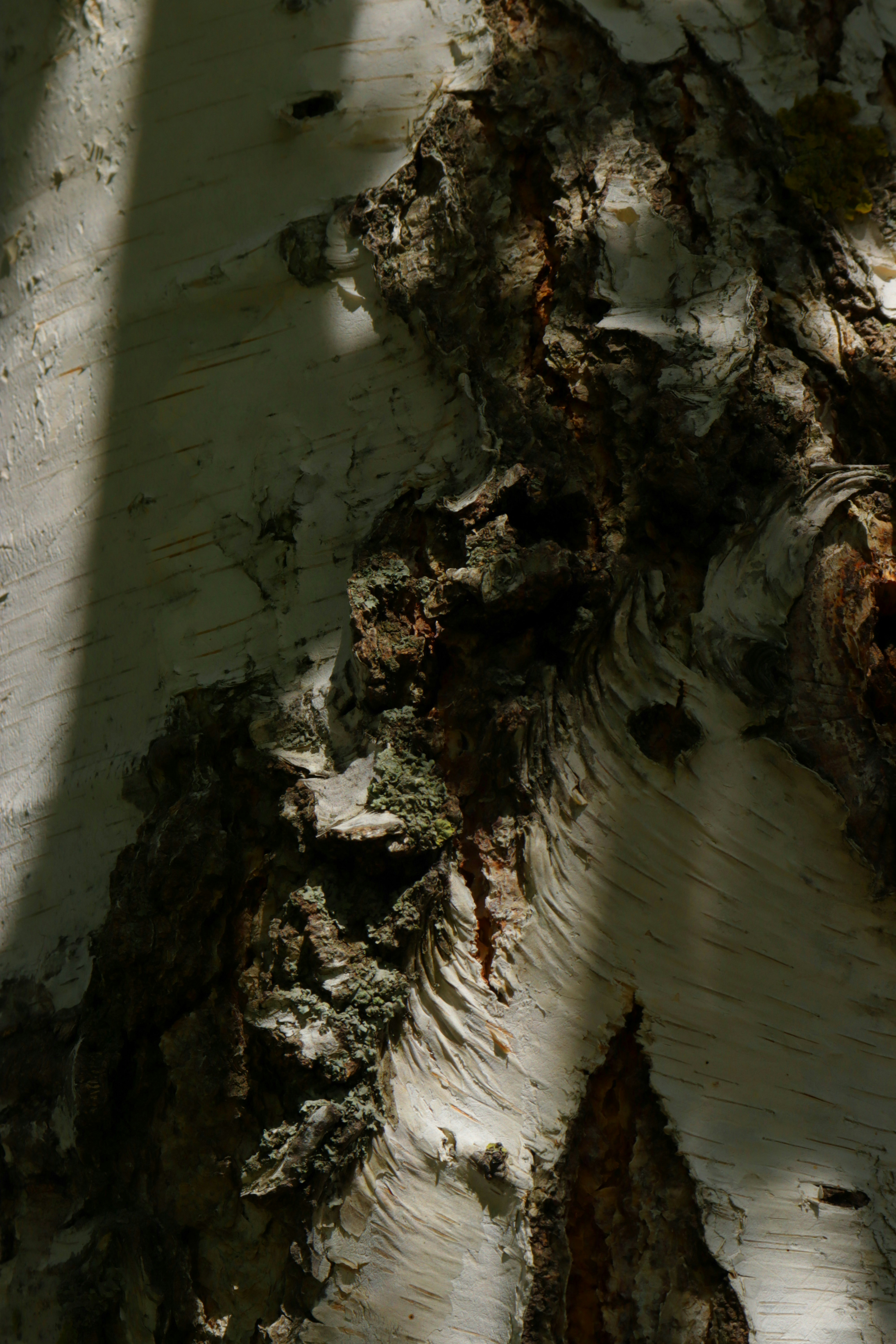Nature's Textured Canvas