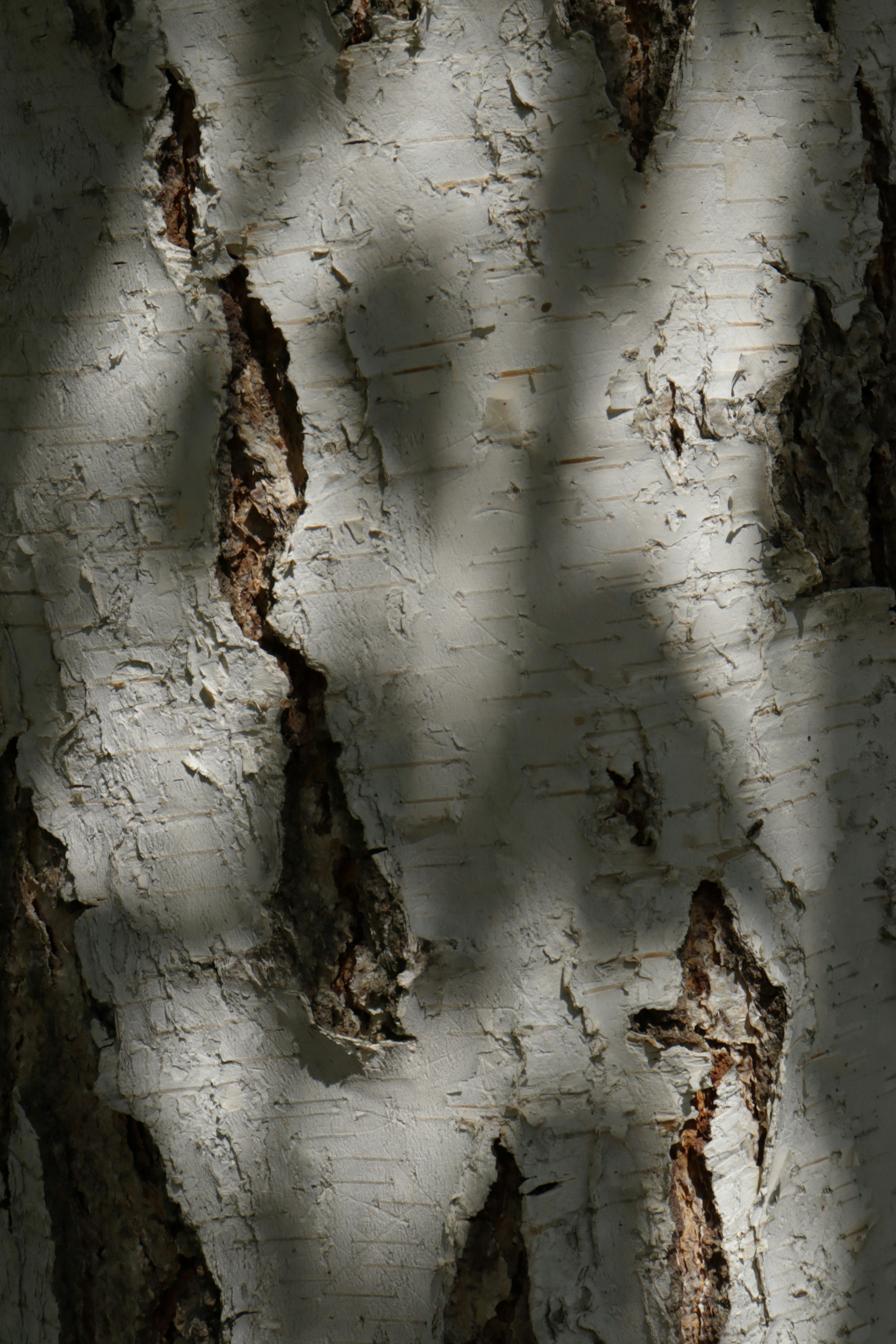 Dappled Birch: Light and Shadow Writ Large on Forest Bark