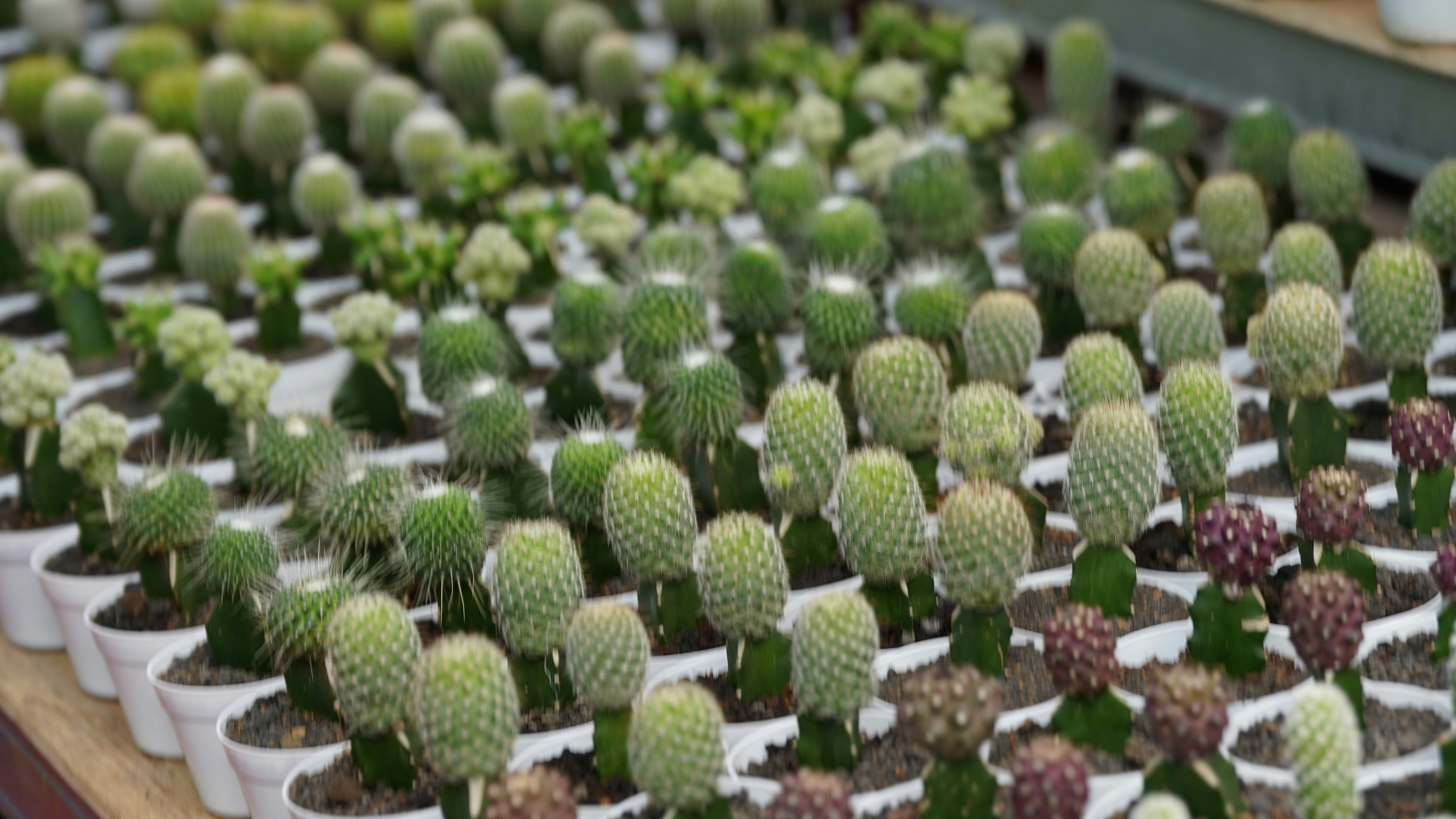 Muchos cactus pequeños se exhiben en macetas blancas. foto – Imagen de ...