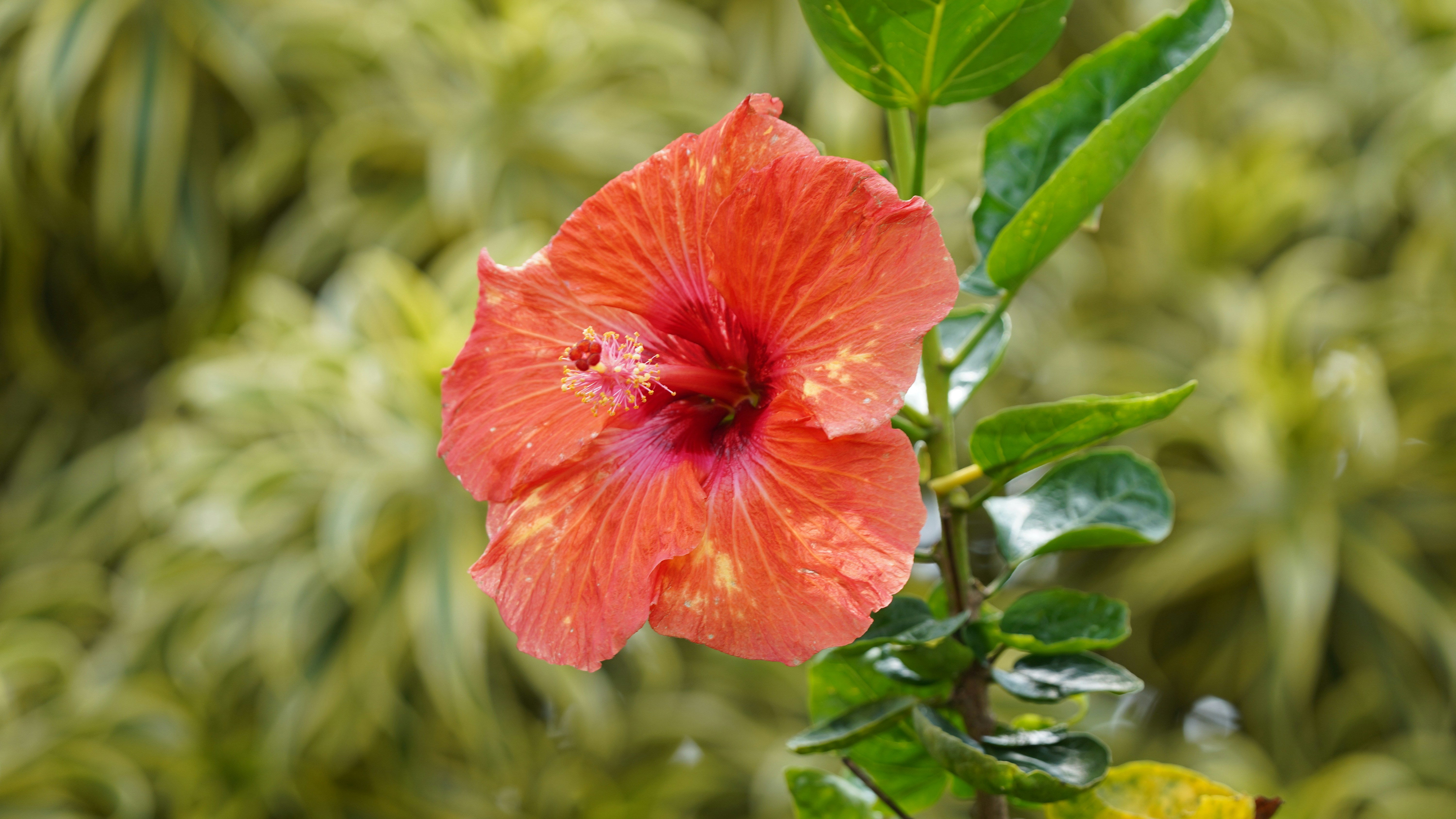 A vibrant hibiscus flower blooms in the garden. photo – Free Flower ...