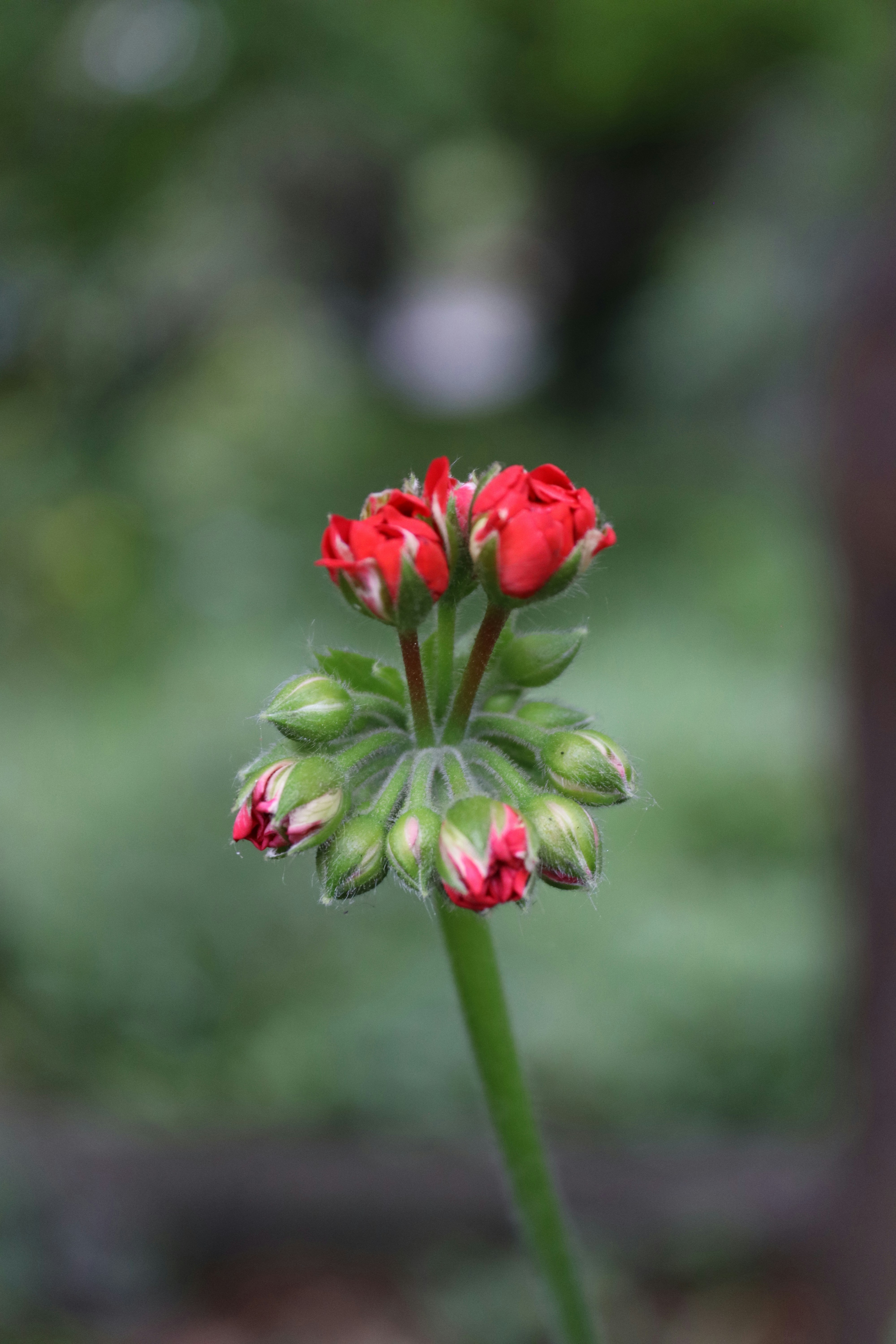 Blossoming Red Symphony