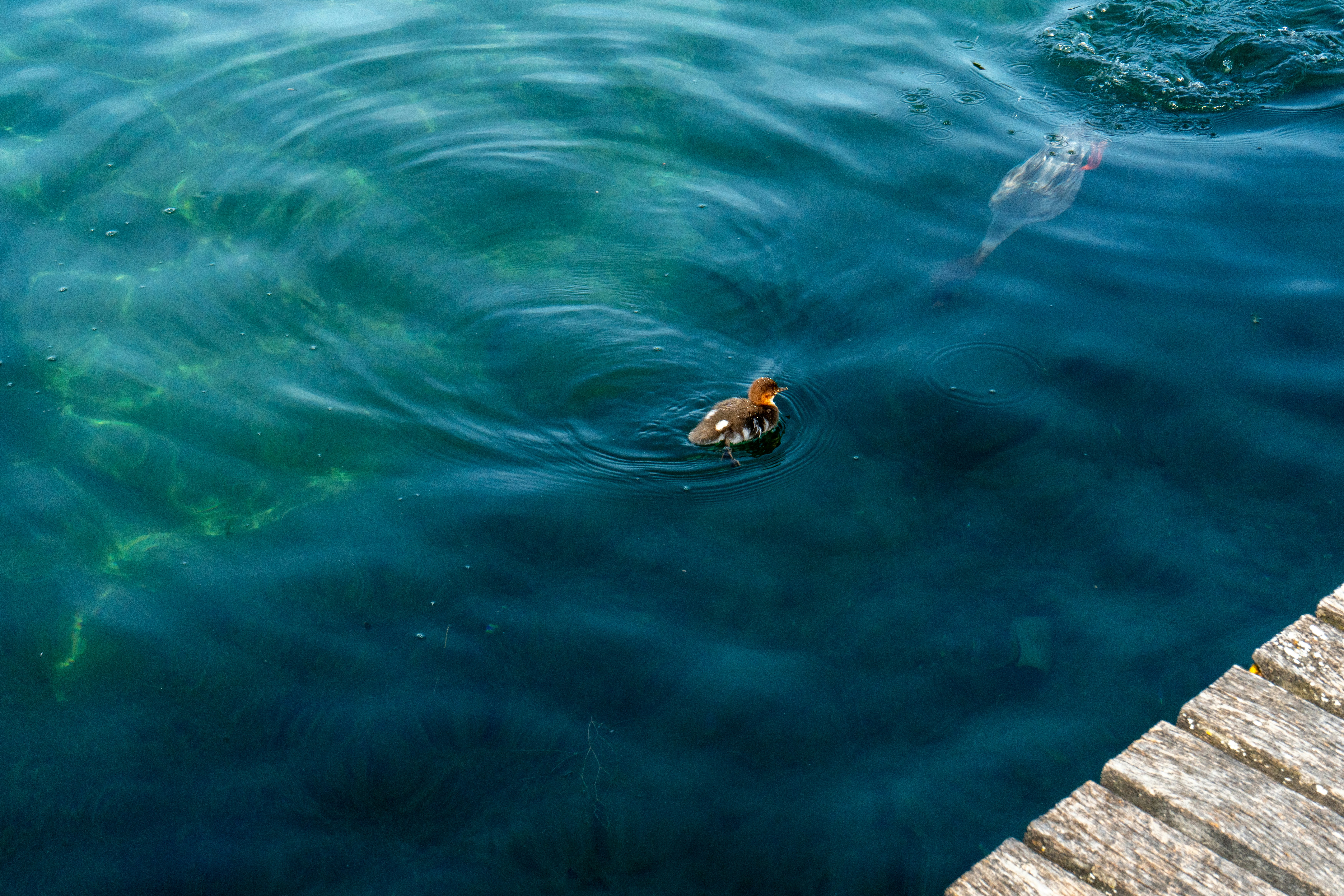 Rippling Reflections: A Duck’s Journey