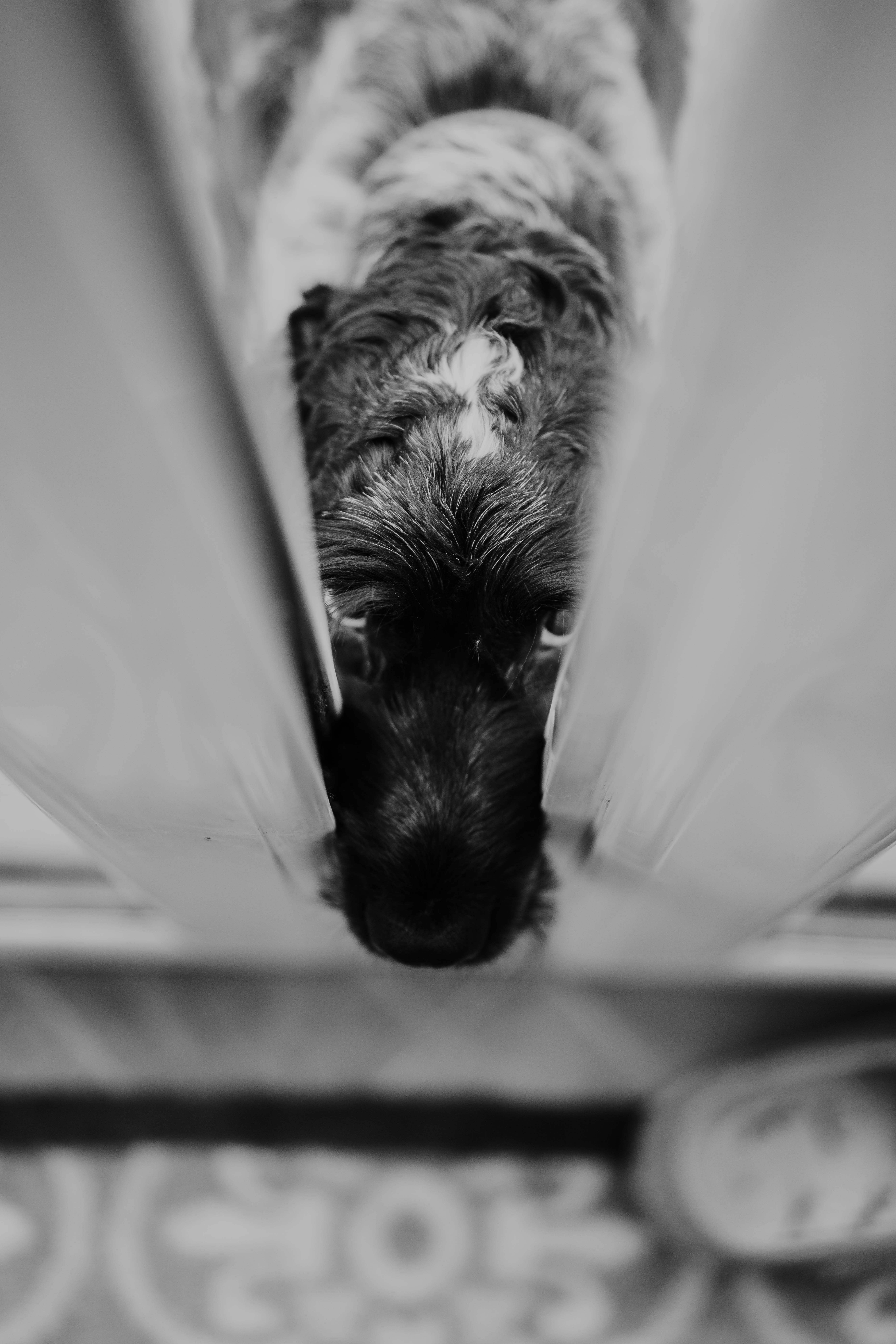 A Curious Gaze Between the Slats