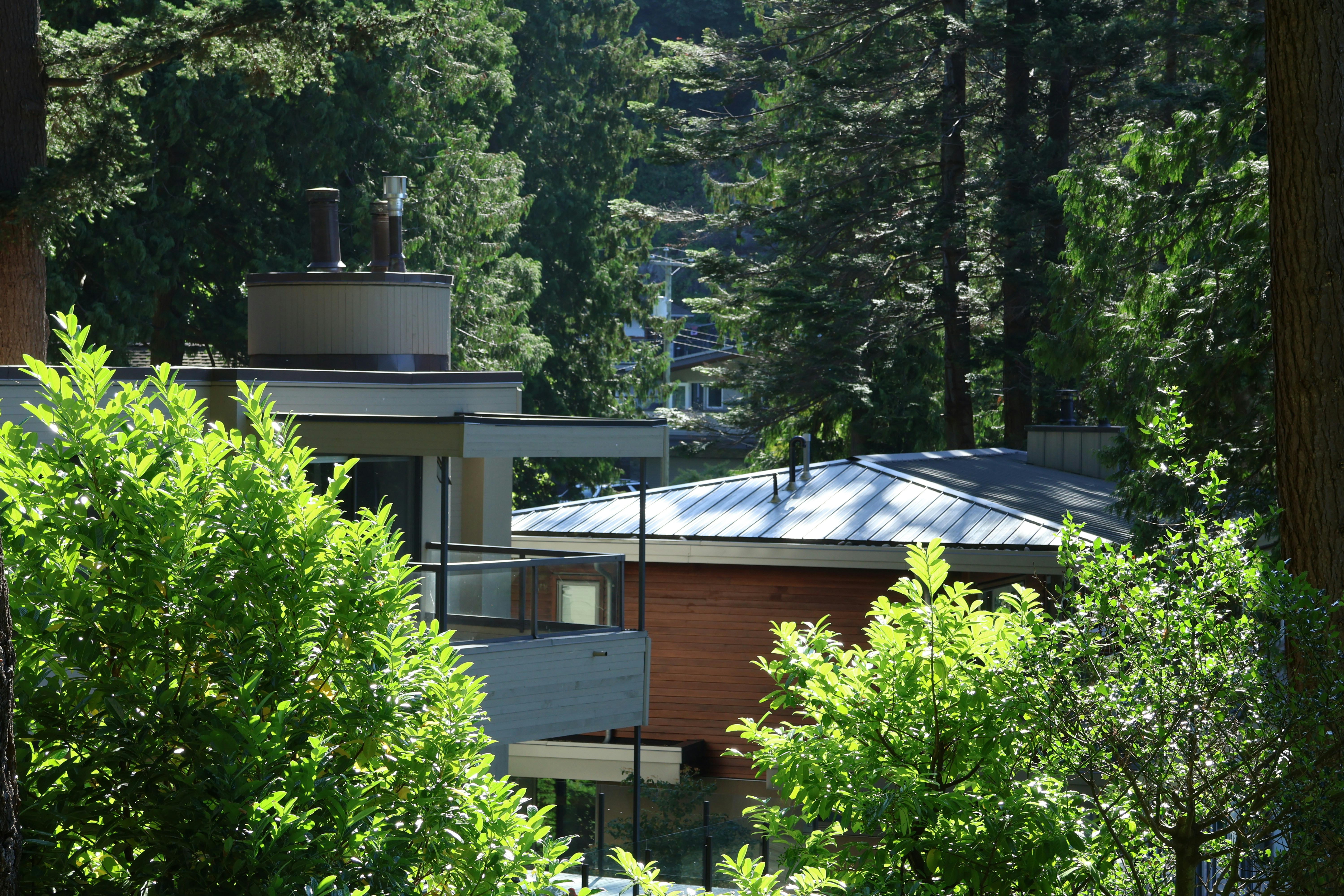 Houses peek through the trees on a sunny day. photo – Free Woods Image ...