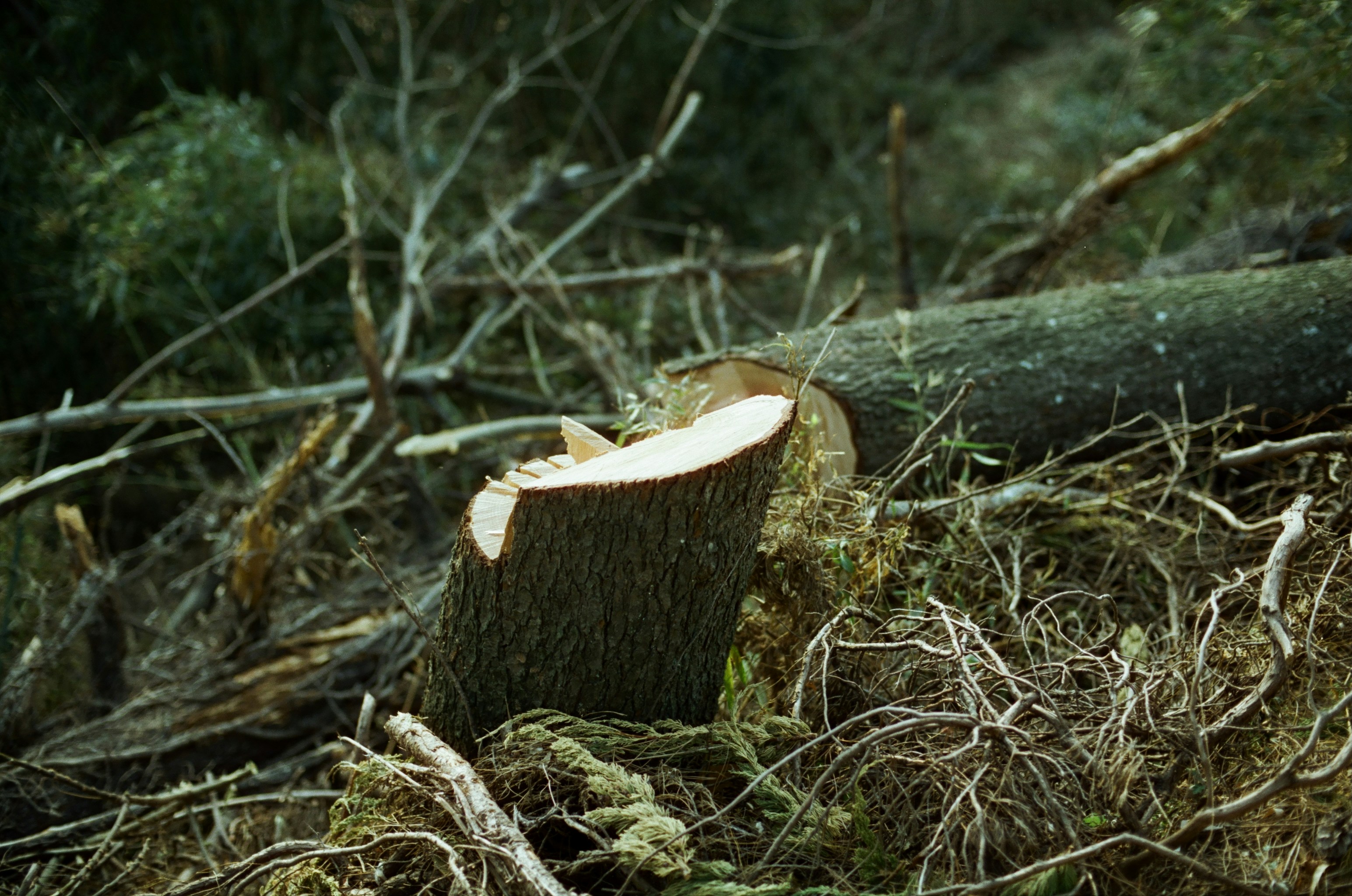 A freshly cut tree stump is seen in the woods. photo – Free Vegetation ...