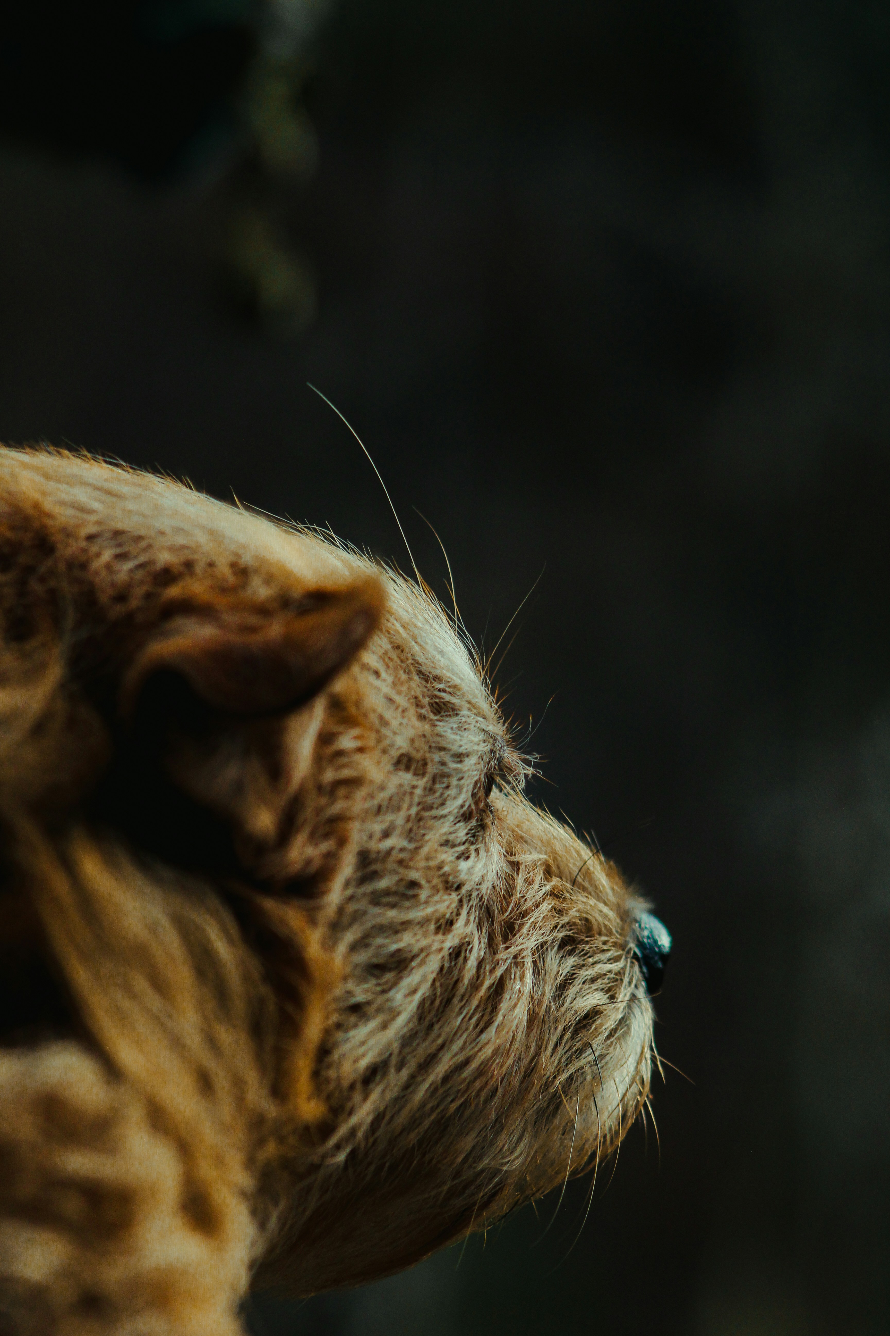 A dog looks out into the distance.