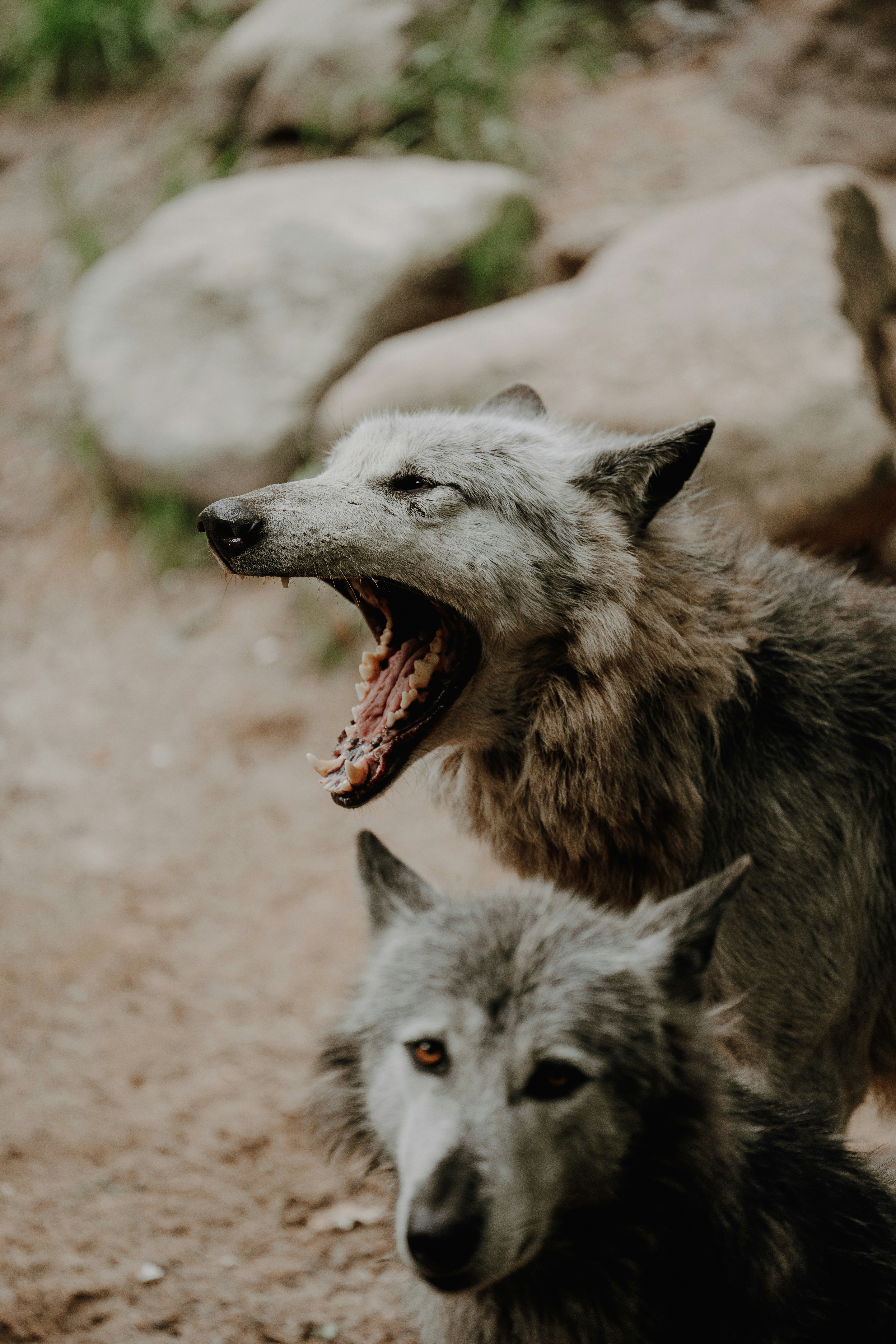 Two wolves pose, one mid-yawn. photo – Free Animal Image on Unsplash
