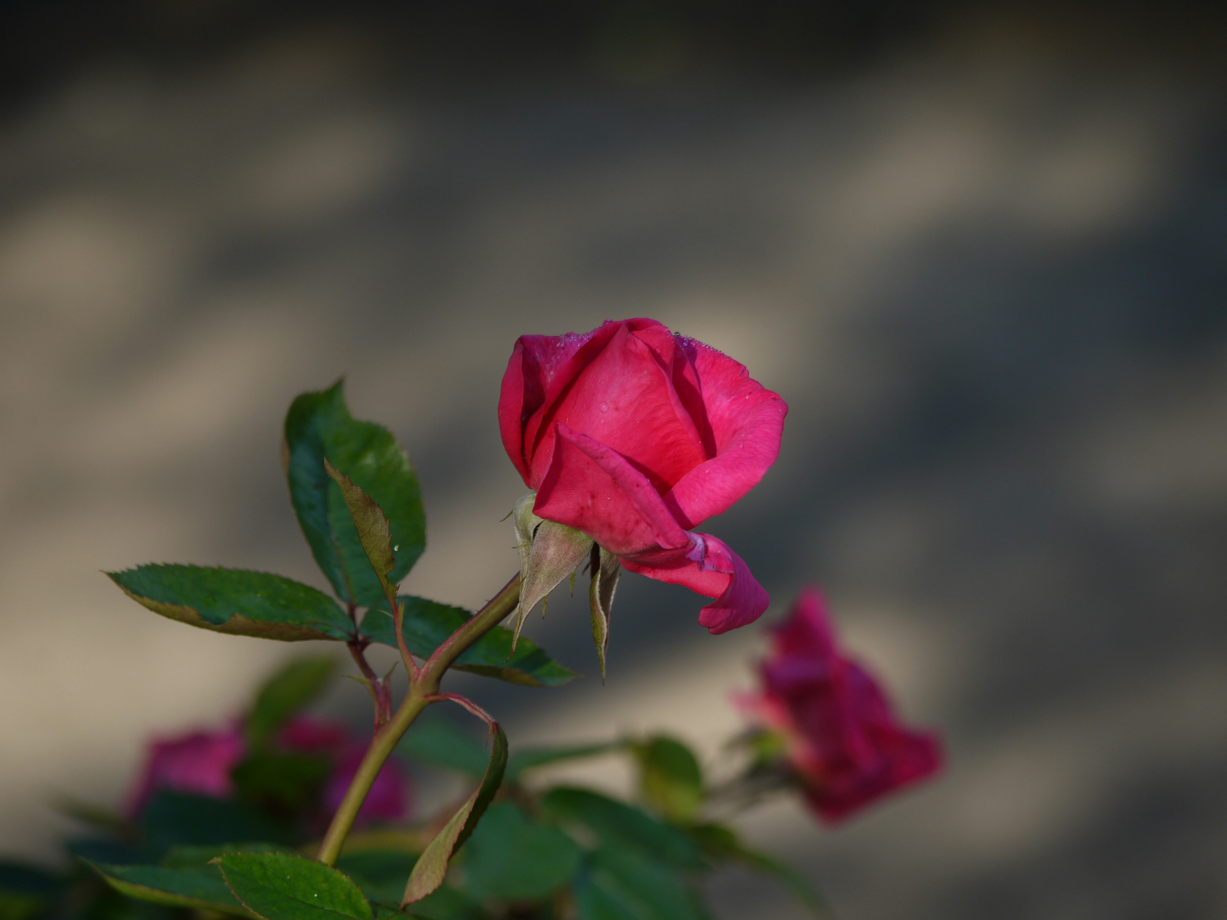 A vibrant pink rose blooms in soft focus.