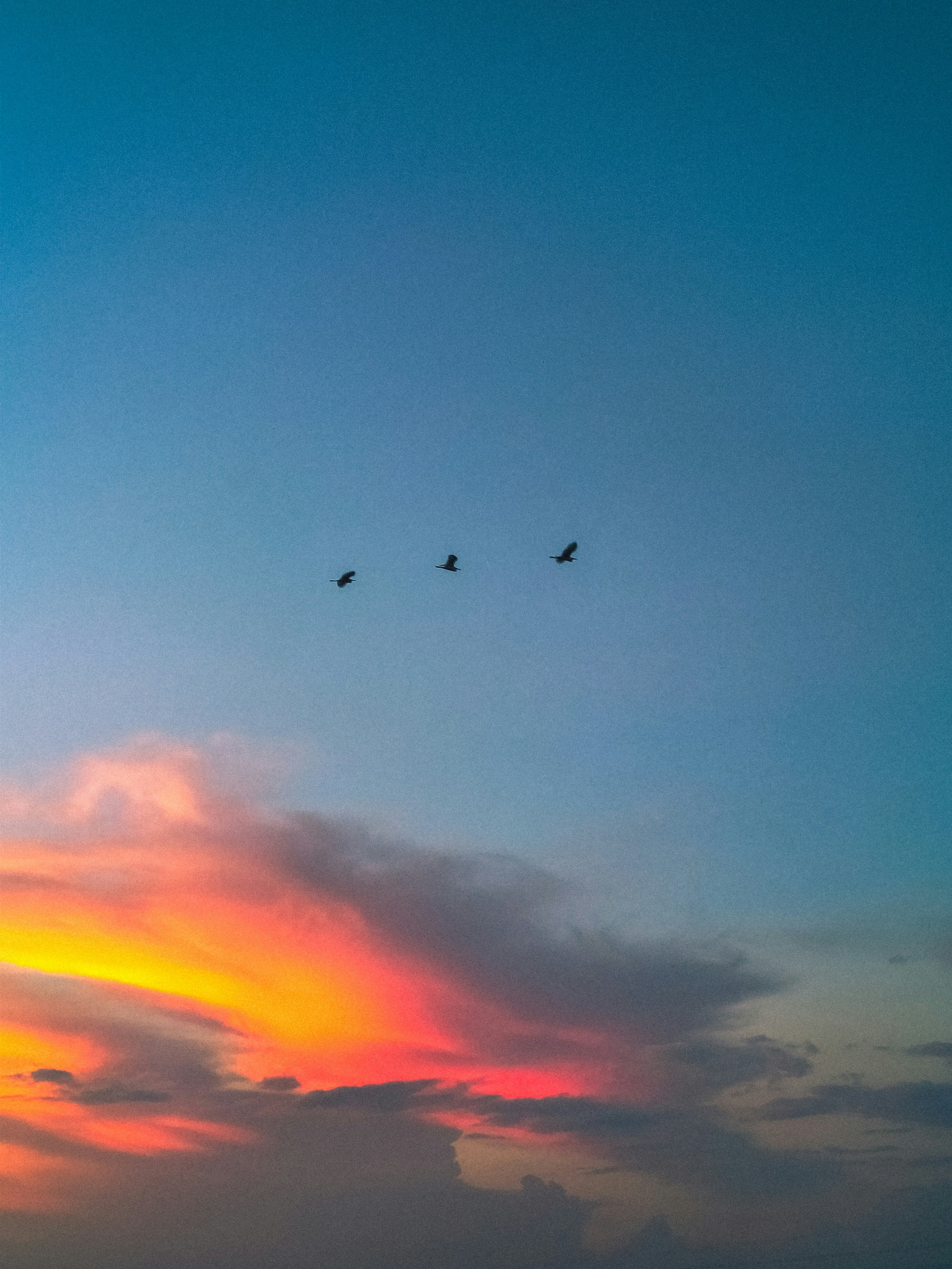 Three birds glide across a vibrant sunset sky, blending hues of orange, pink, and blue in a serene display of nature.