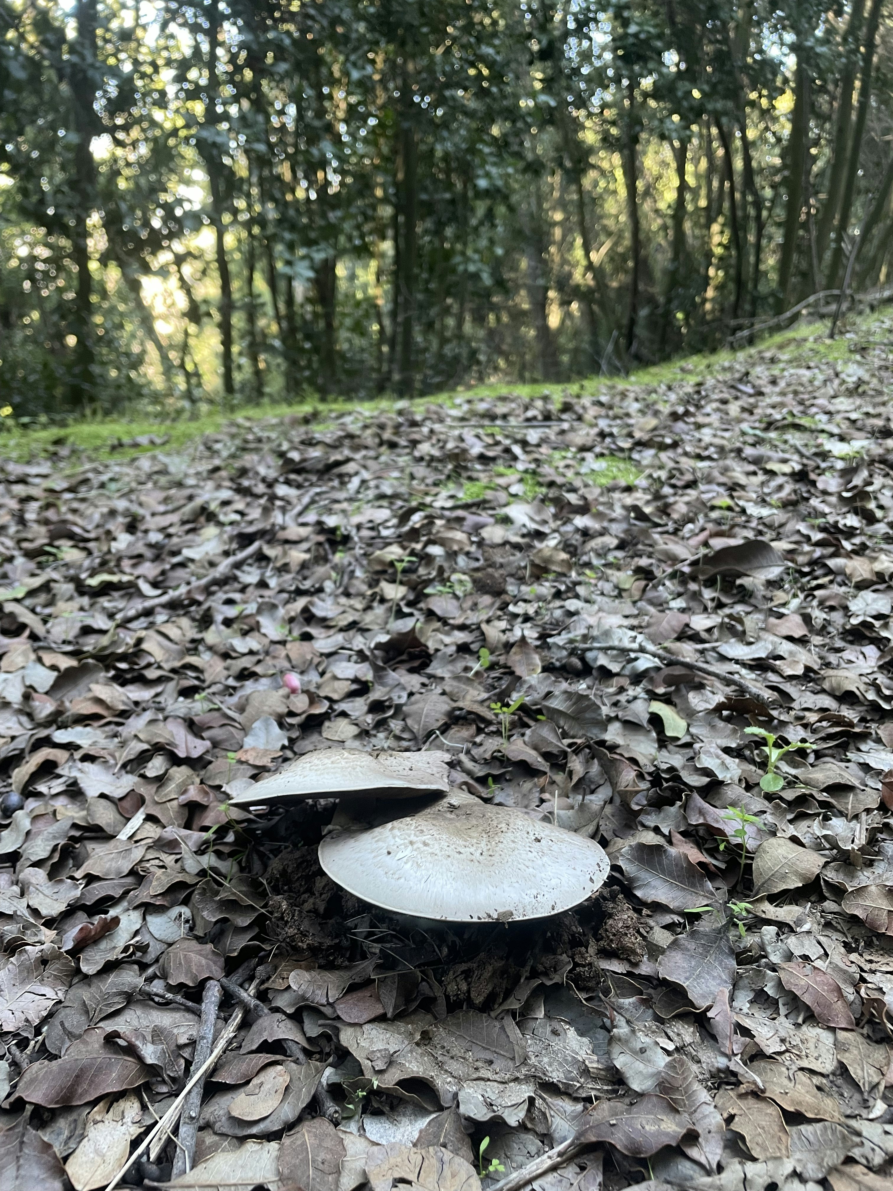Nature's Quiet Sculptures: The Mushroom Duo