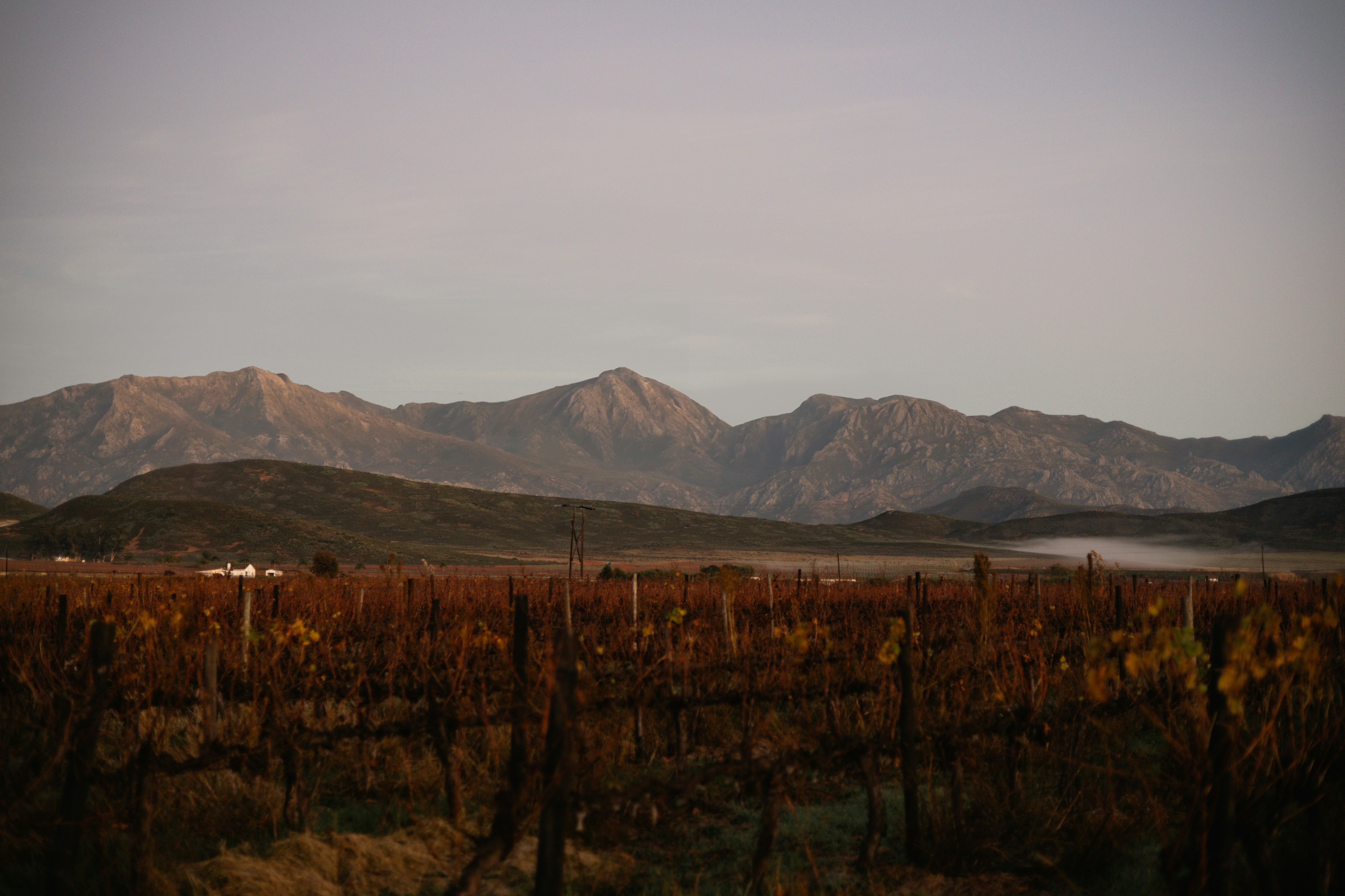 Whispers of the Vineyards at Dusk