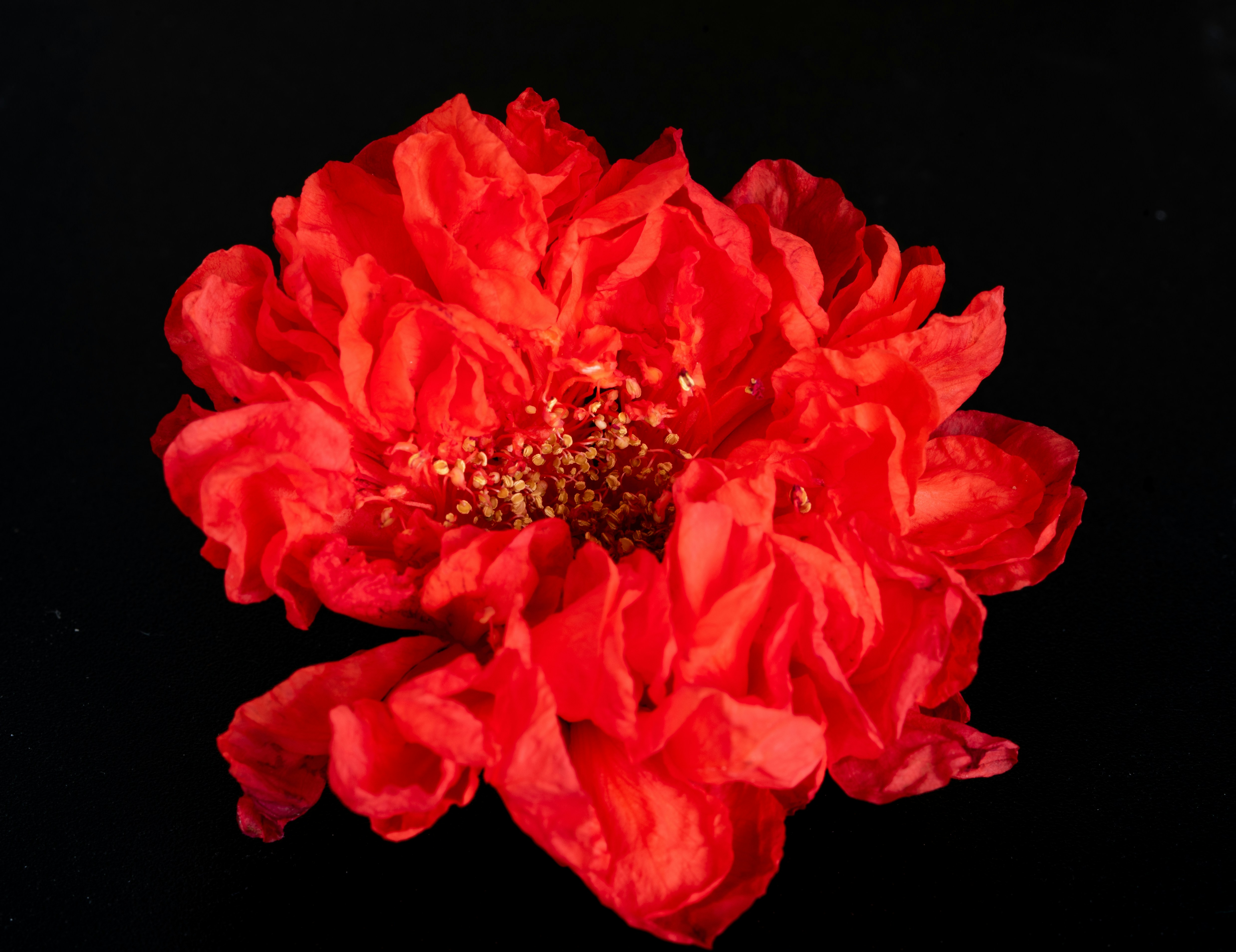 fiore melograno | A vibrant red flower against a dark background.