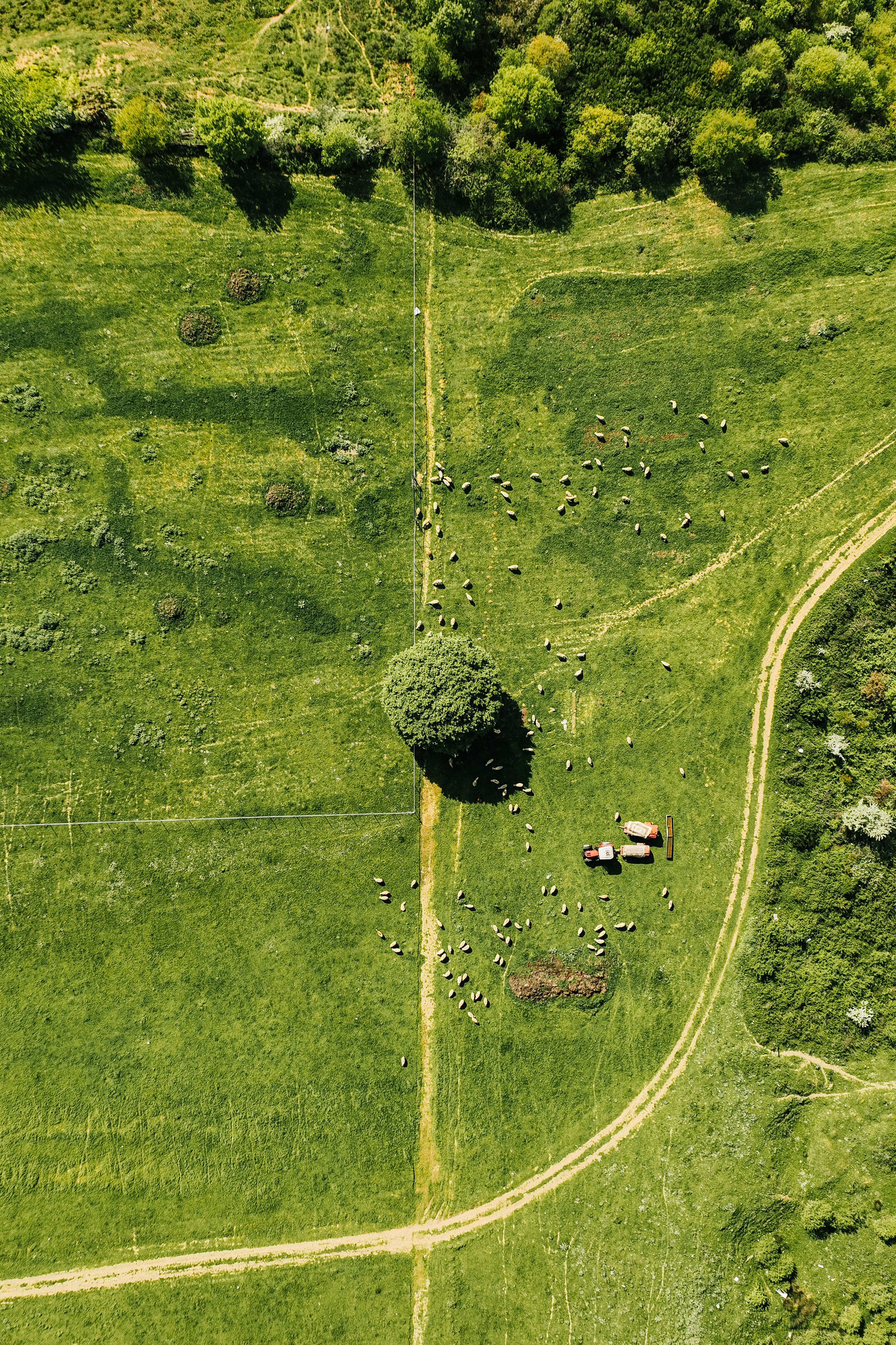 Harmony in the Green: A Pastoral Scene from Above