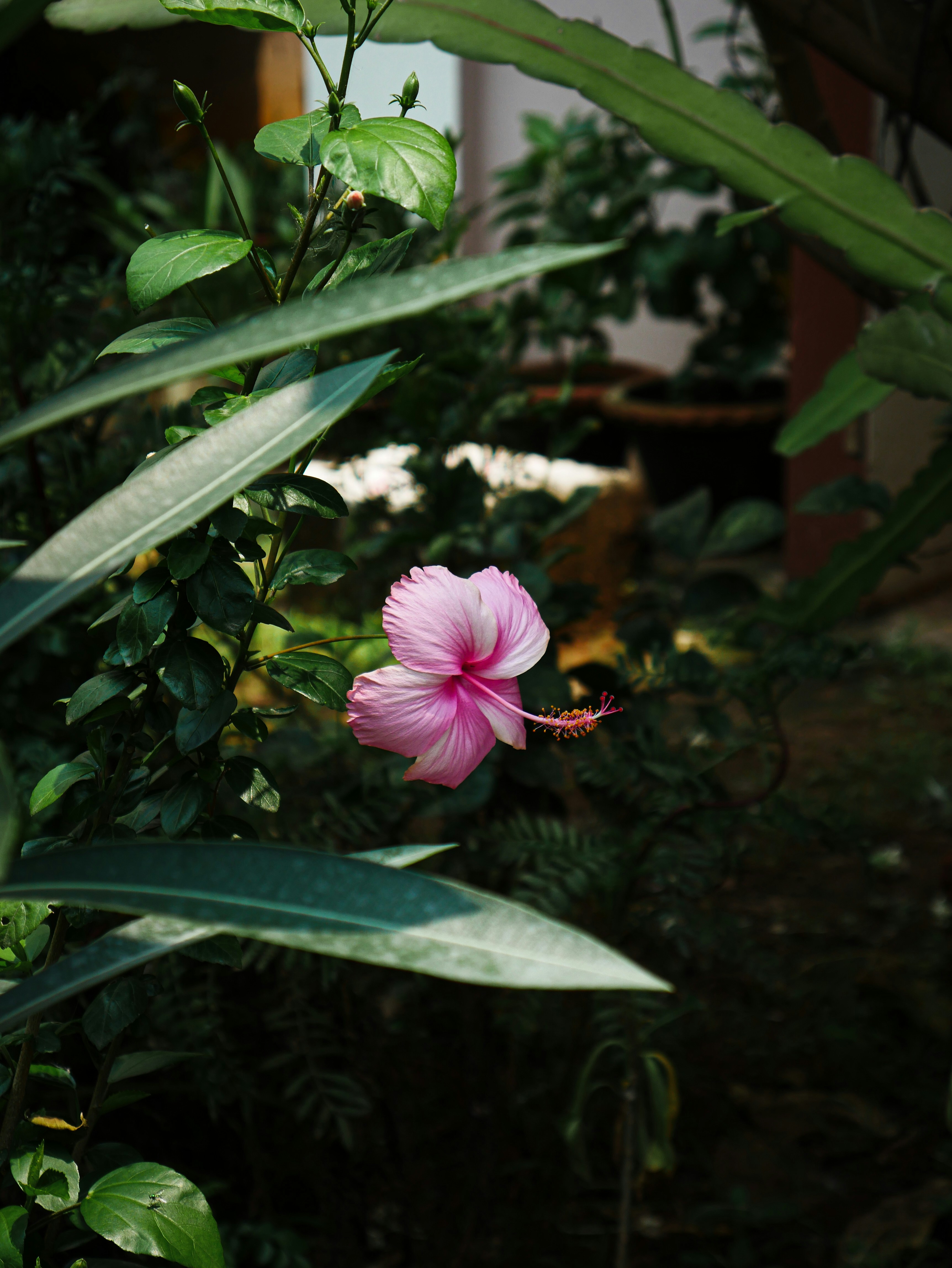 Blossoming Serenity: The Hidden Hibiscus