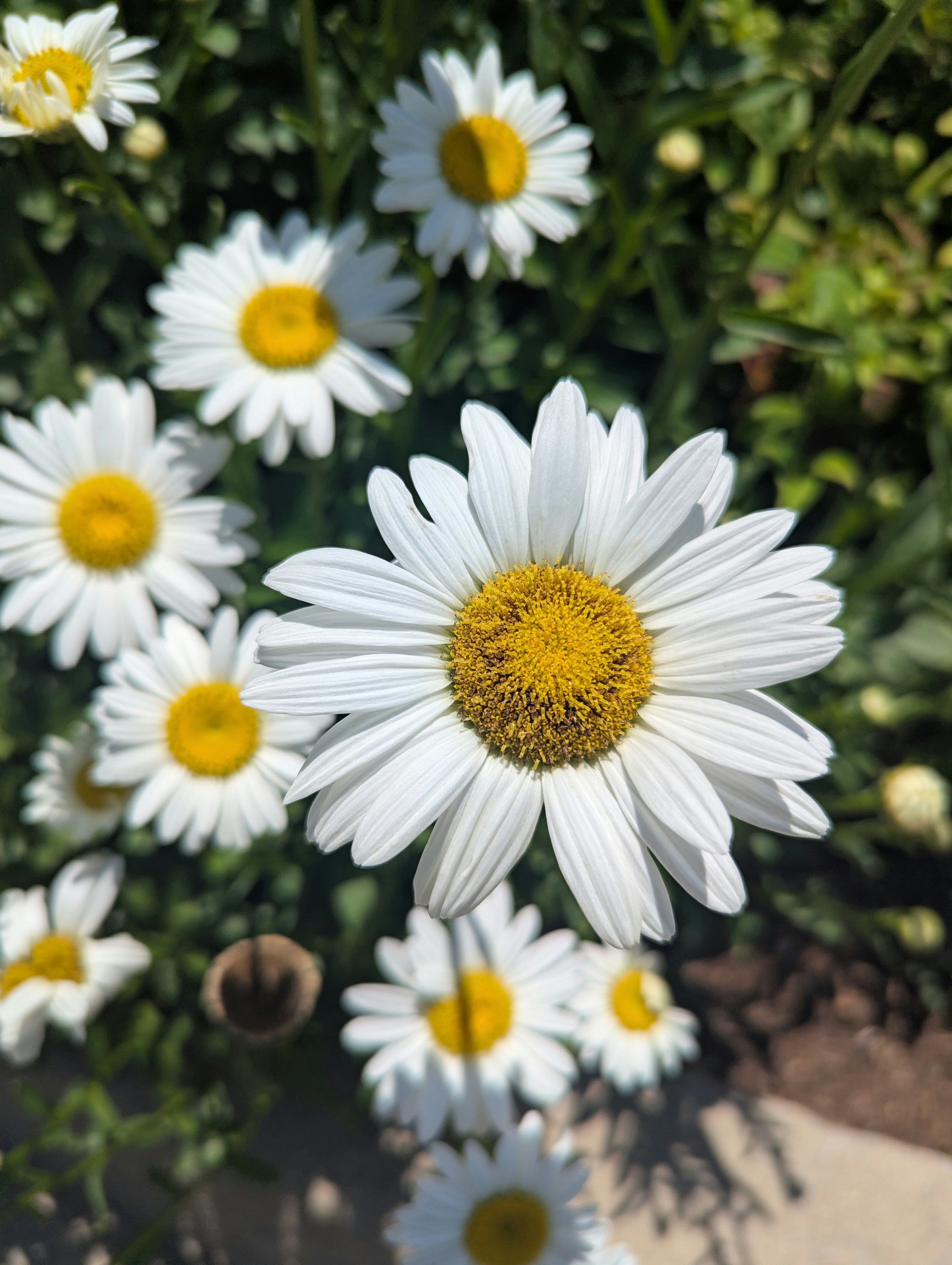 Close-up of a vibrant daisy with a rich yellow center, surrounded by a soft blur of additional daisies in a garden setting.