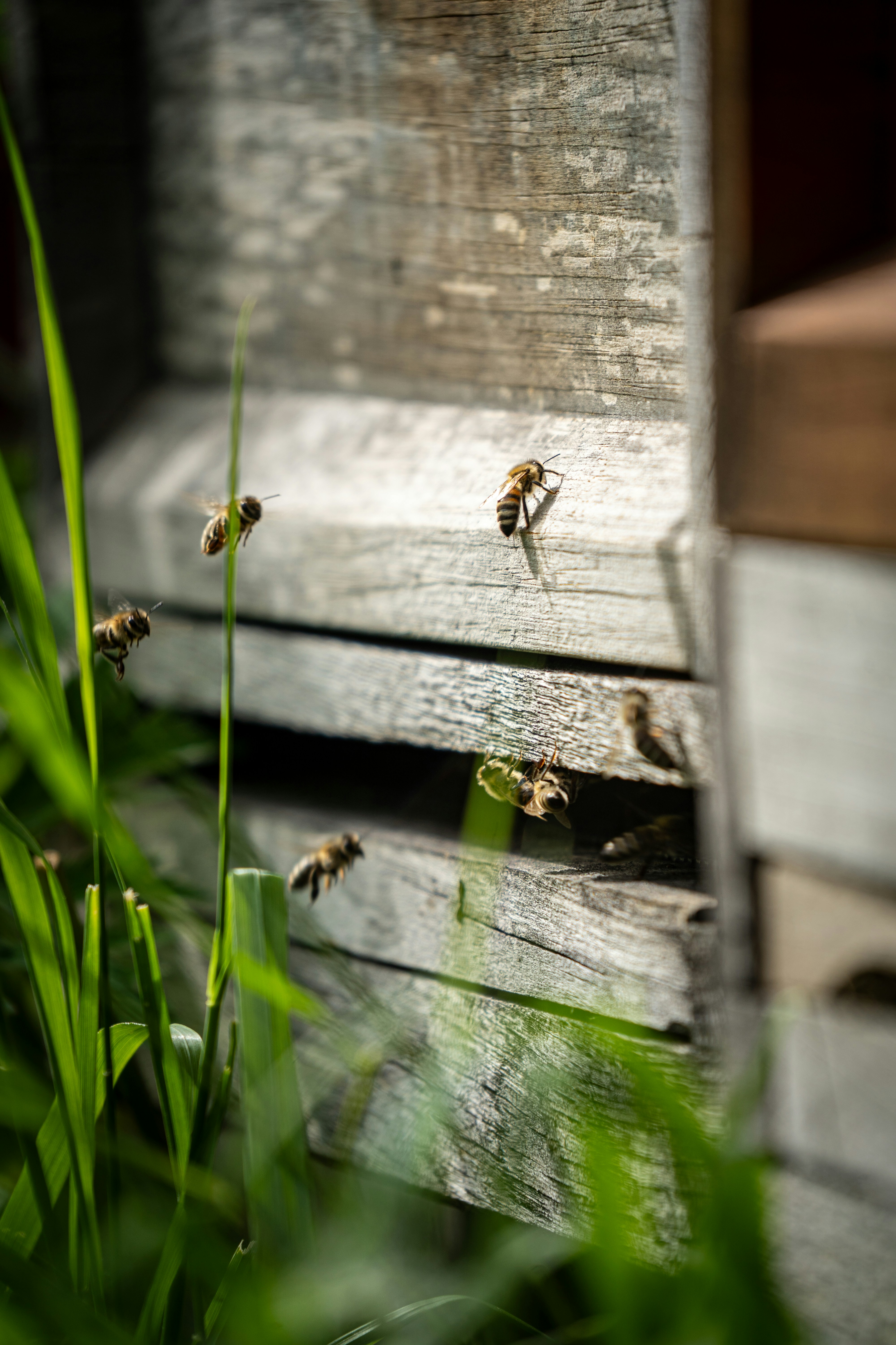 Bees on Weathered Wood: a Focused Portrait Amid Grayed Planks