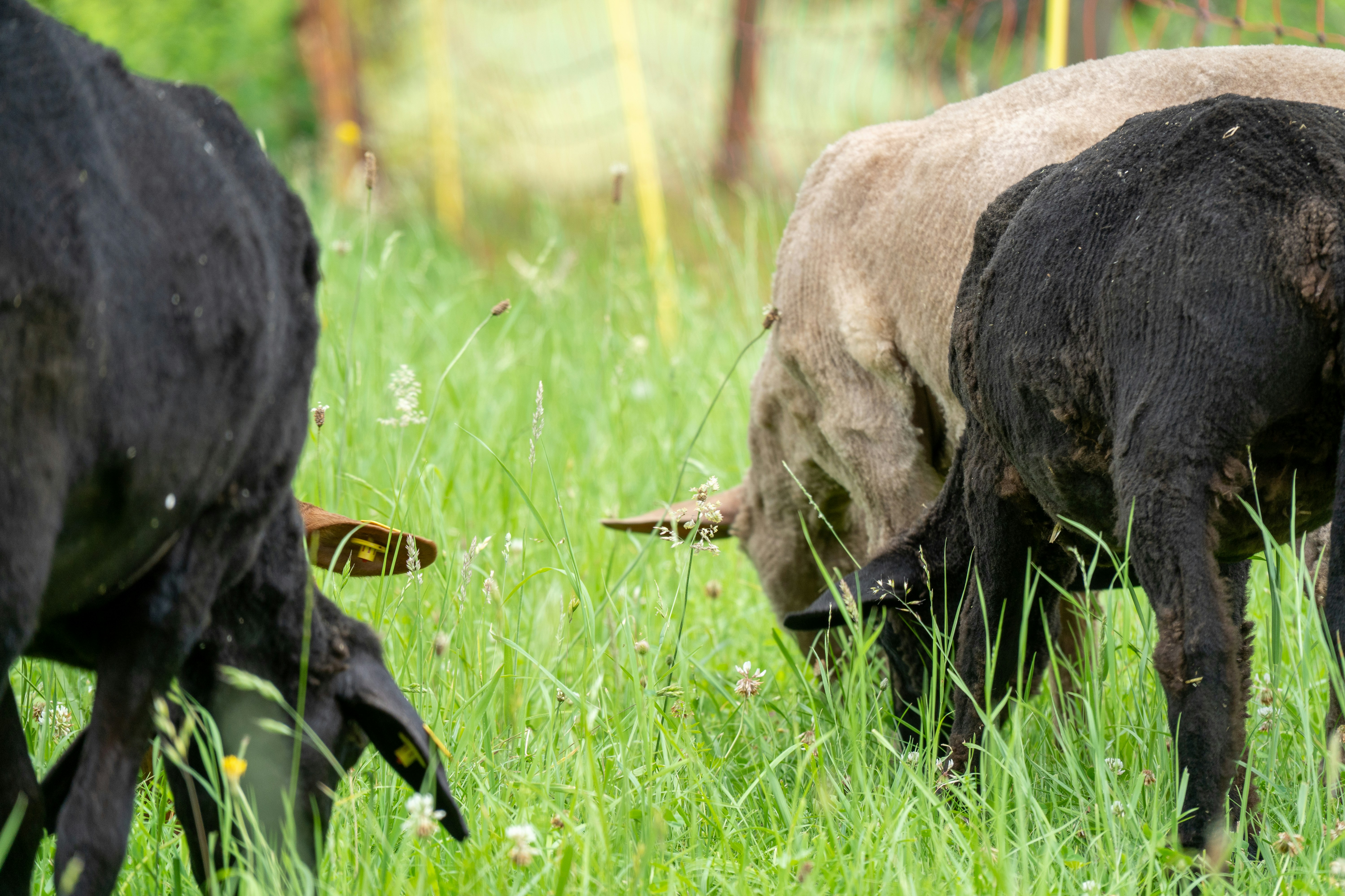 A group of sheep with dark and light coats graze peacefully in a lush green pasture, their heads lowered among wild grasses and clover. The close-up captures the texture of their wool and the quiet rhythm of pastoral life. | Sheep graze on grass in a vibrant green field.