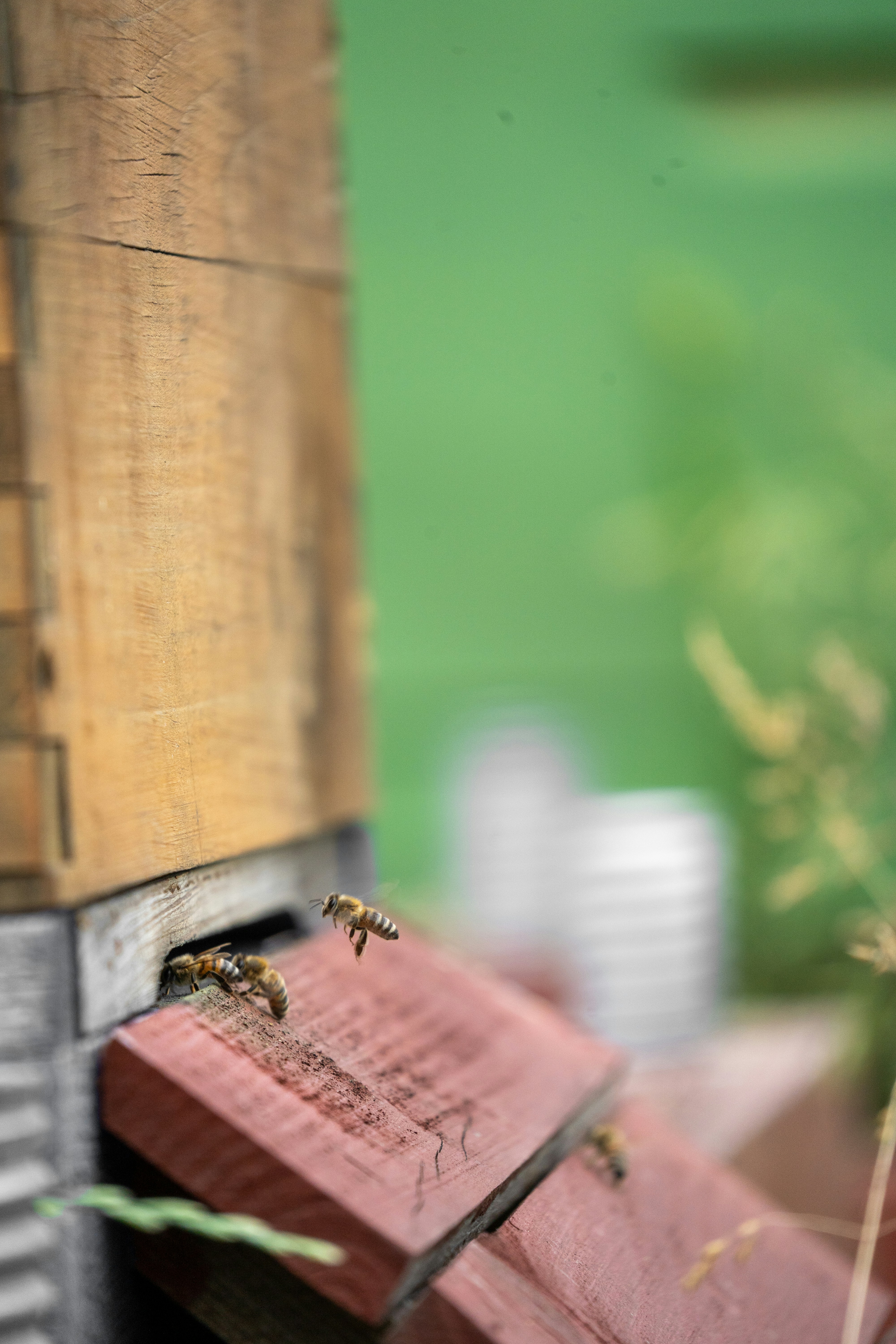 Bees at the Hive Entrance: A Close-Up Moment on Weathered Wood