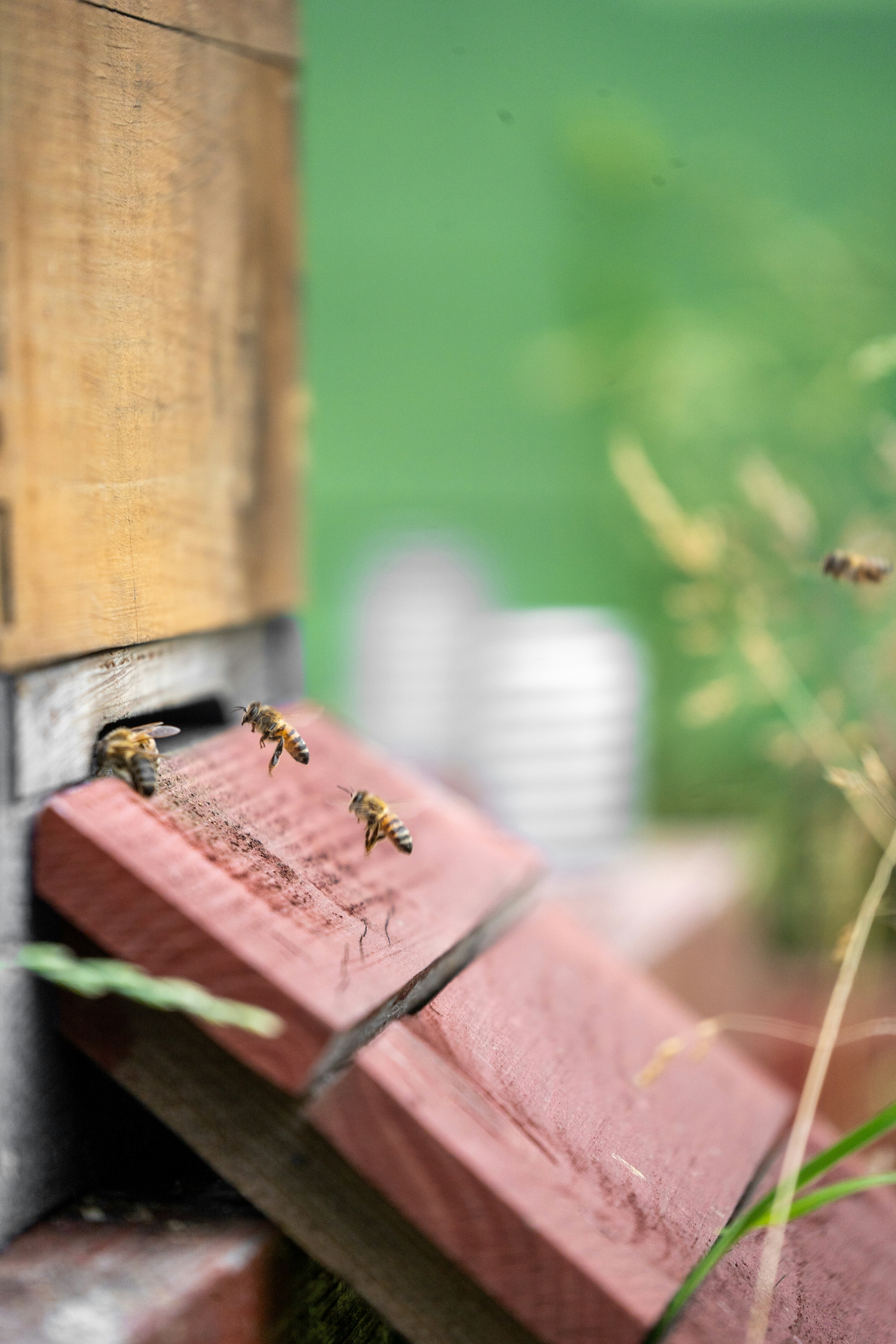 The Buzz of Nature's Architects