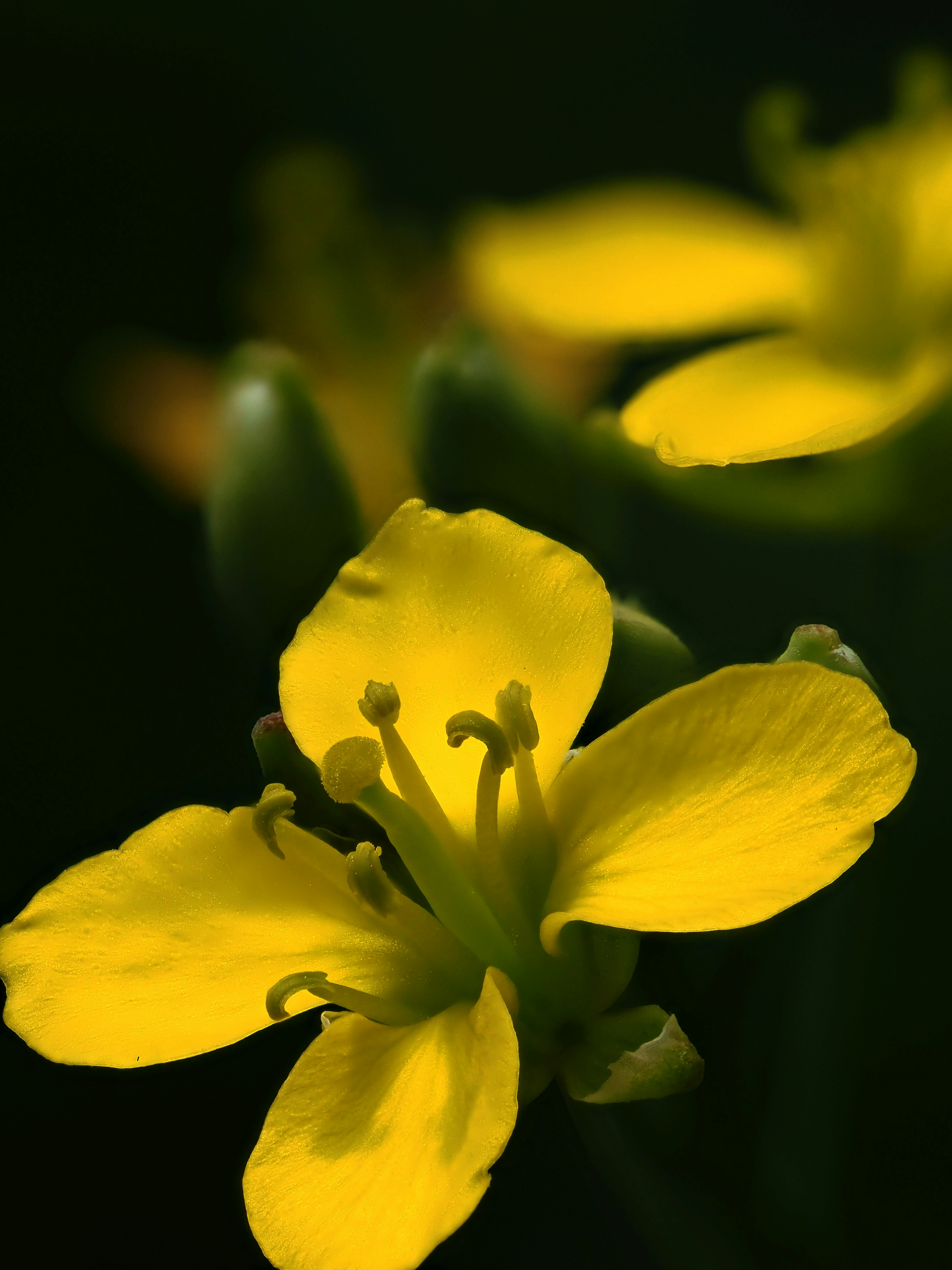Close-up of vibrant yellow flowers contrasted against a dark background, highlighting their delicate structure and intricate details.
