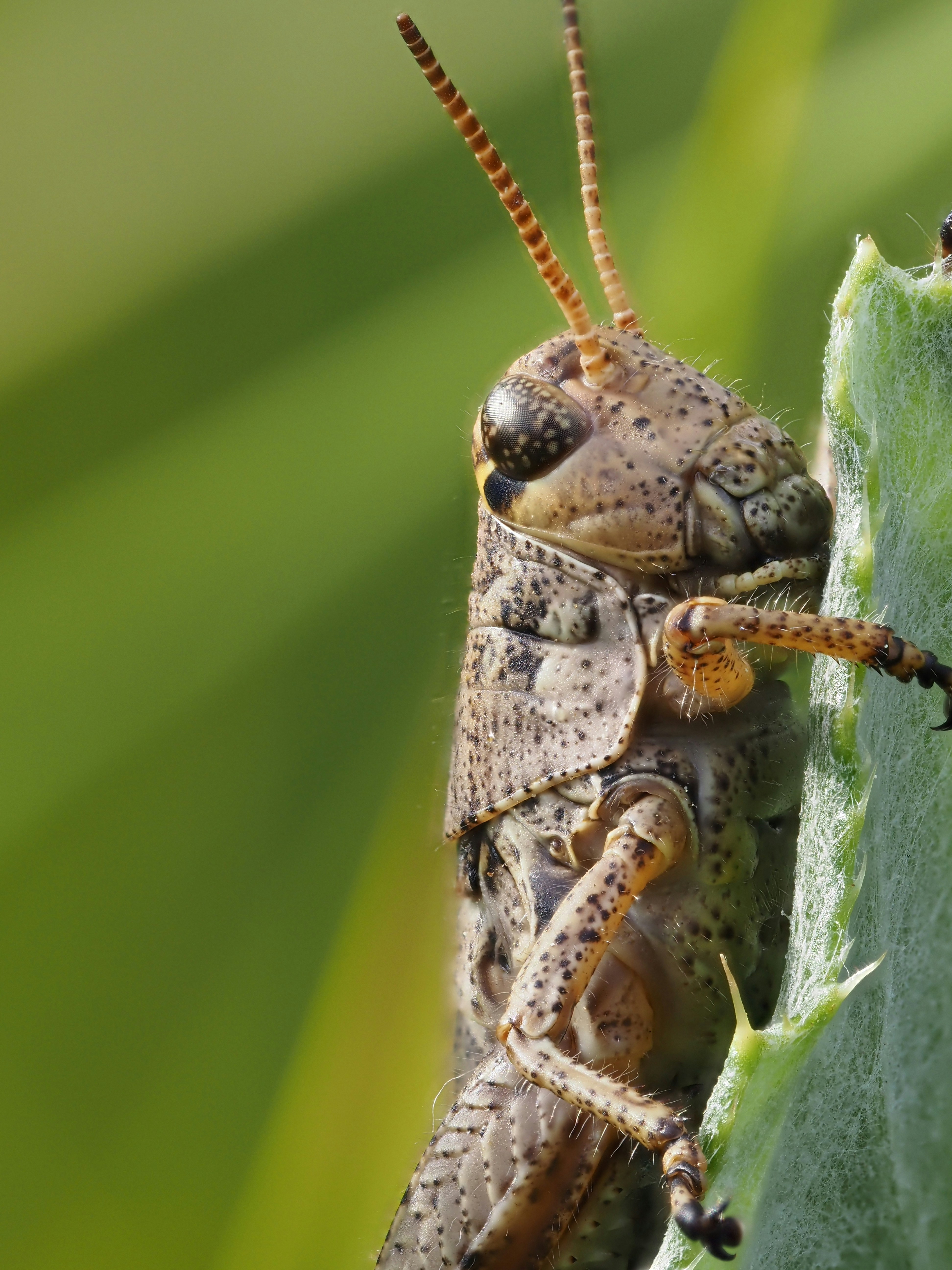 a grasshopper basks in the morning sun | A grasshopper perches on a green plant.