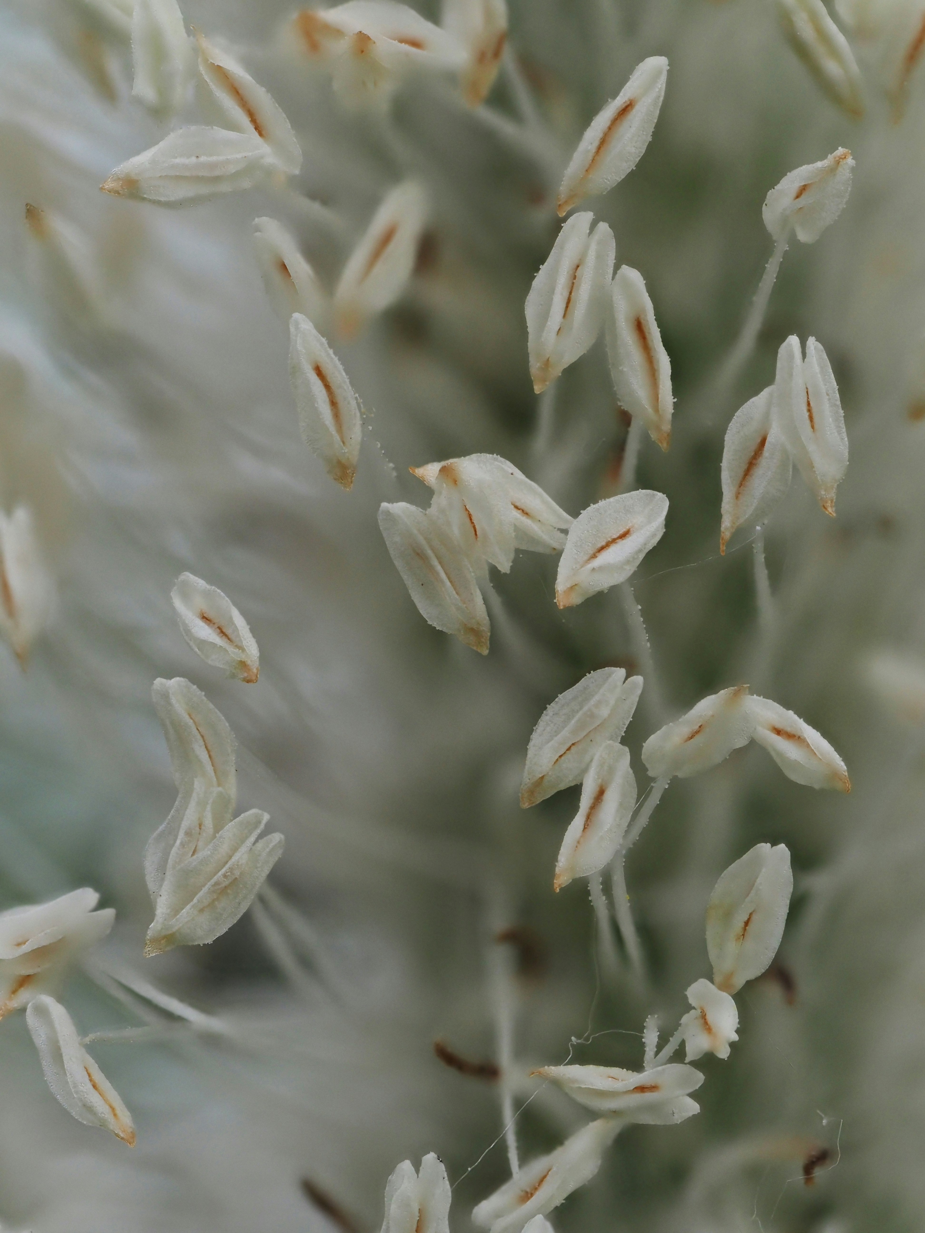 Whispers of Nature: The Intricate Dance of Pollens