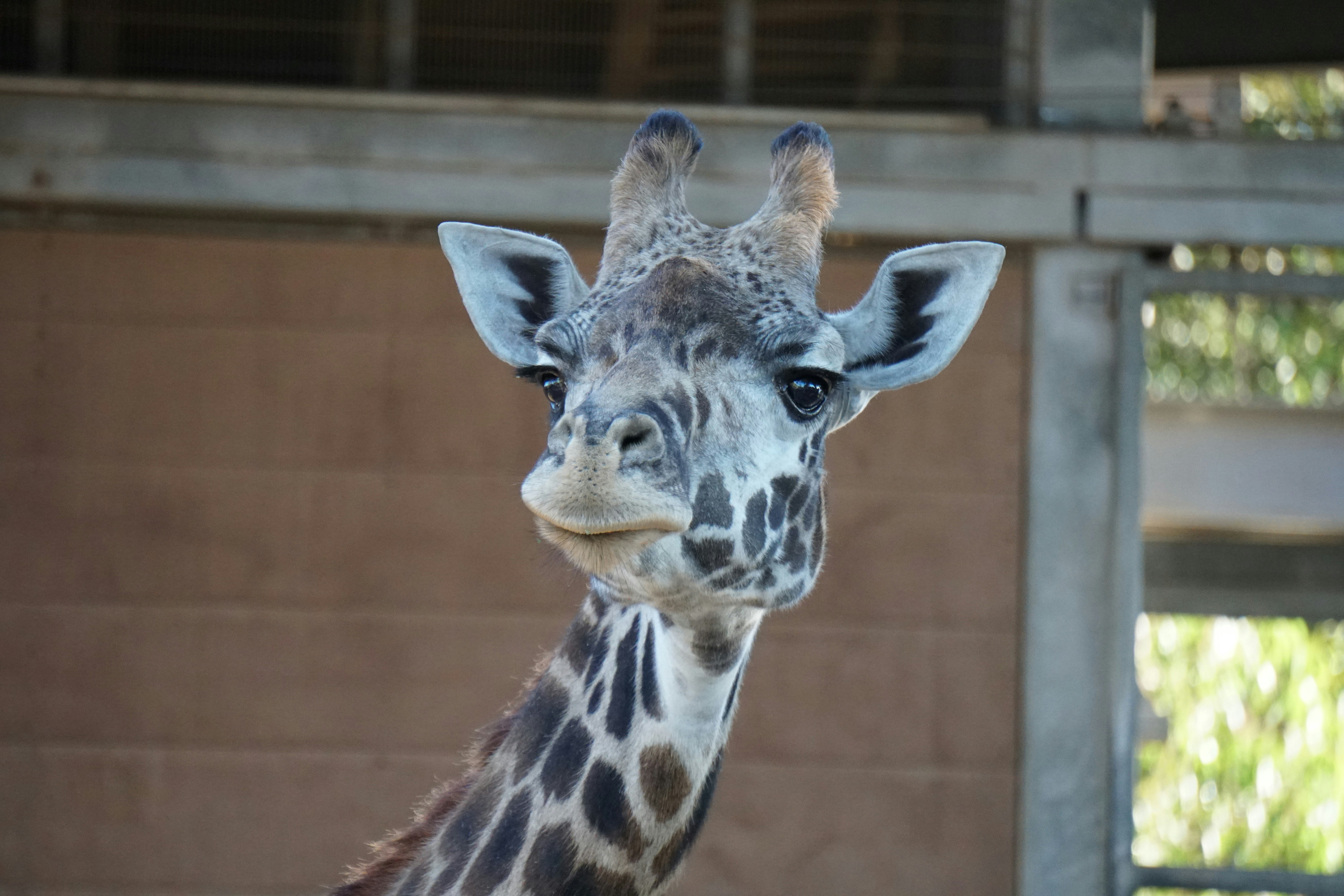 Curious Giraffe Gazes with Gentle Grace